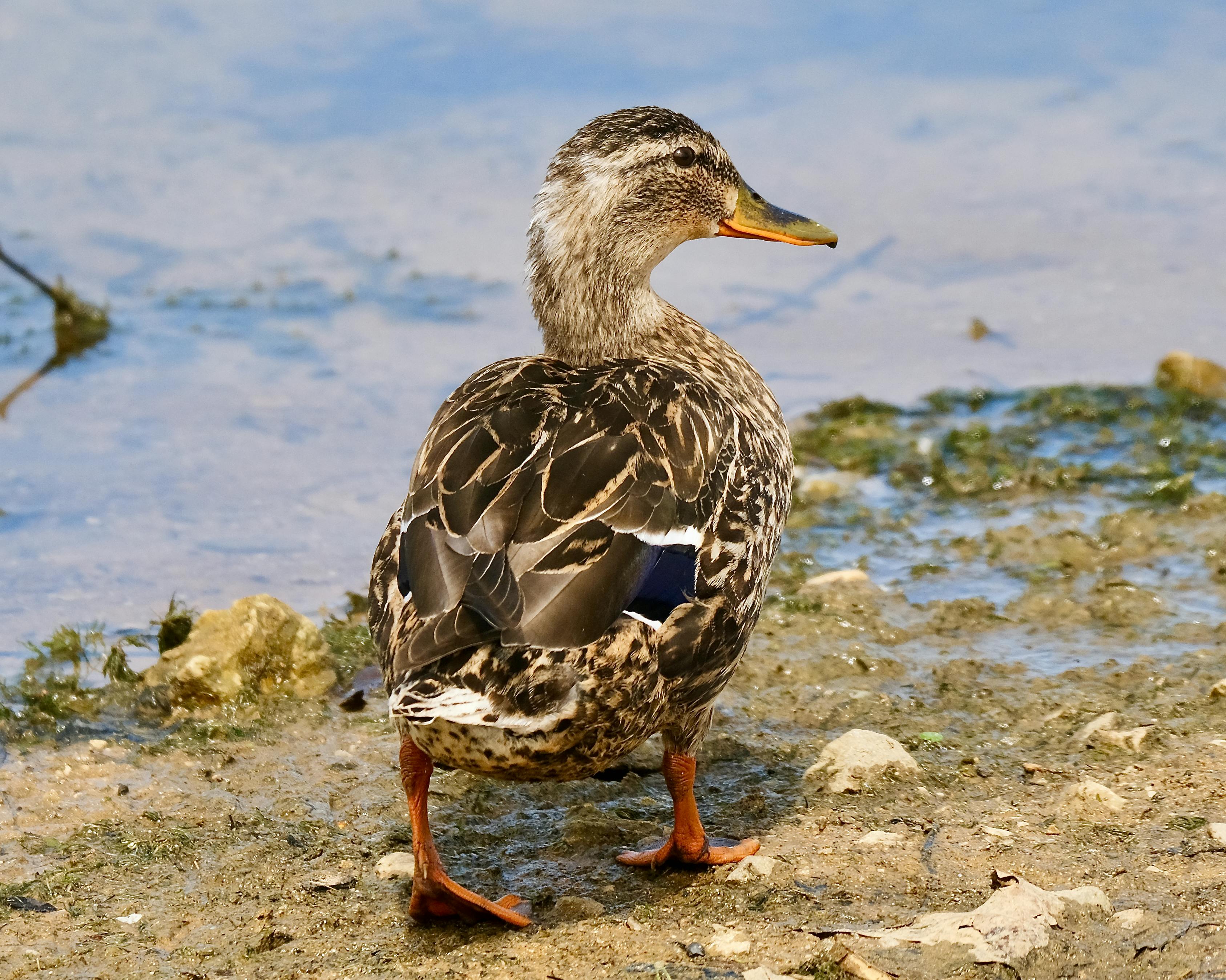 Back View of Duck · Free Stock Photo