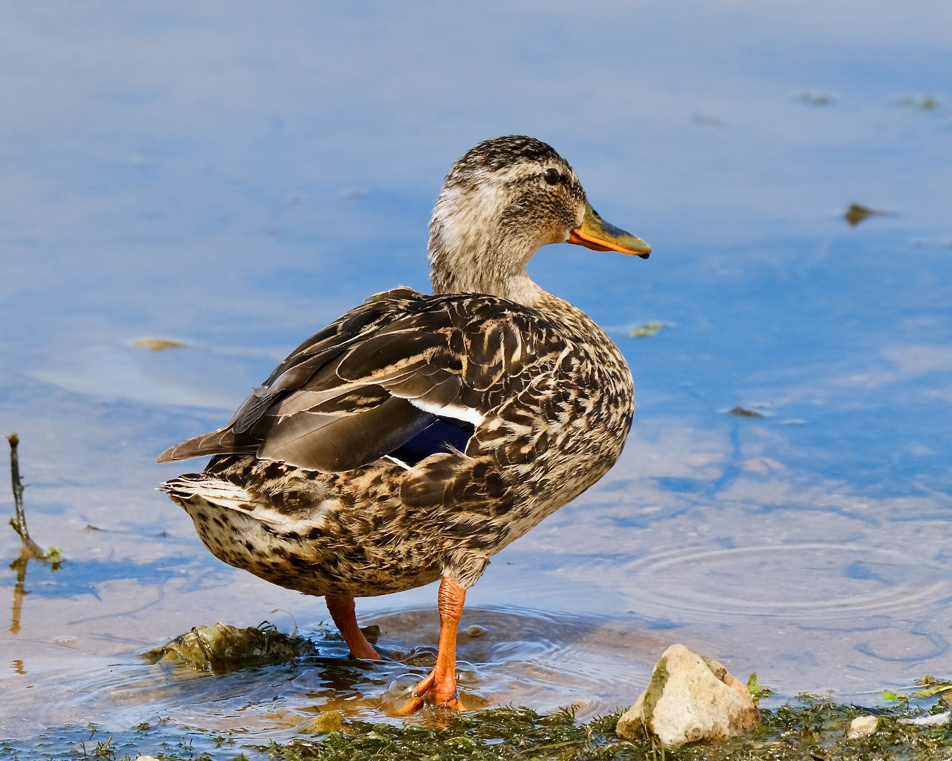 Back View of Duck on Lakeshore · Free Stock Photo