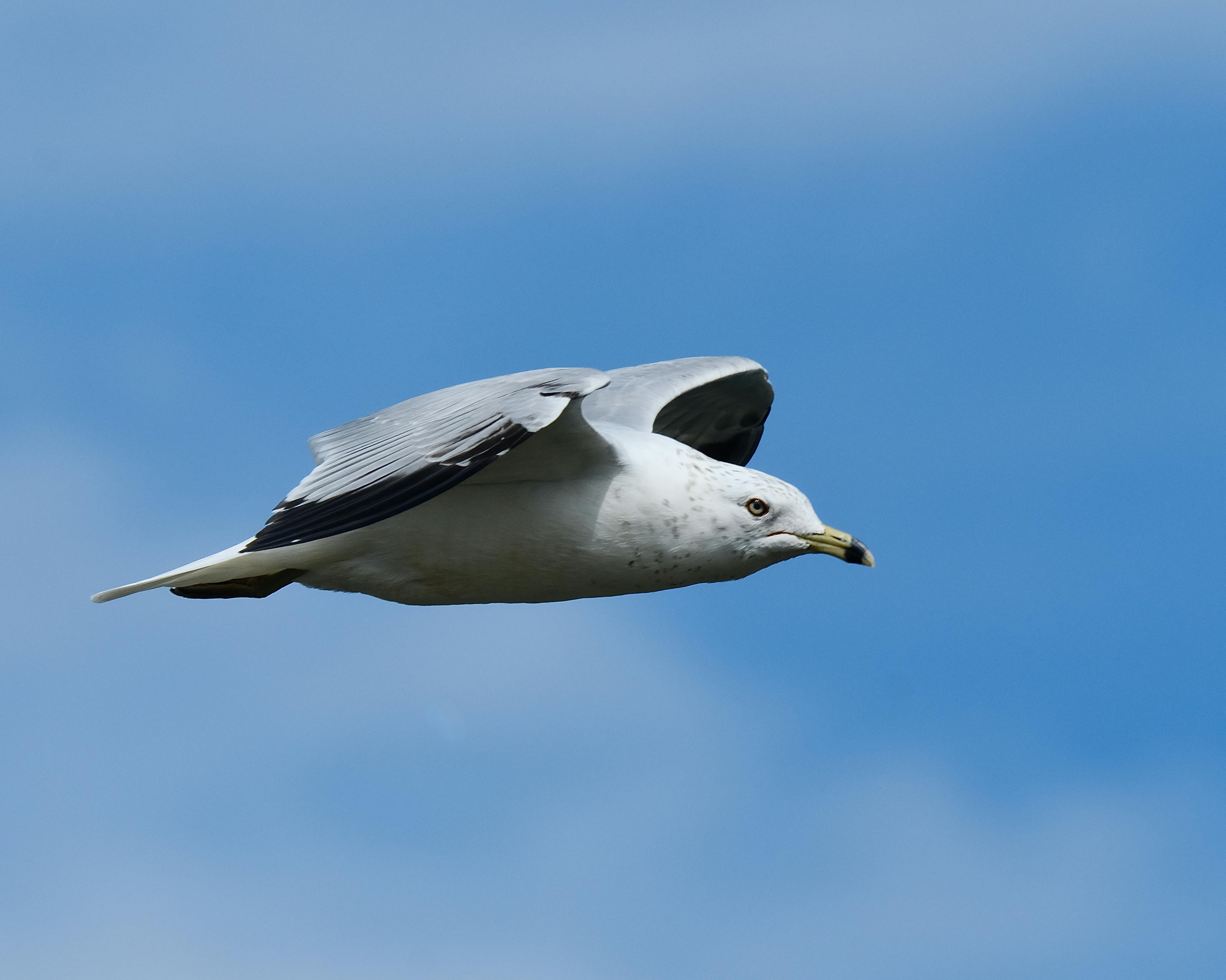 Flock of seagulls flying over rippling river · Free Stock Photo