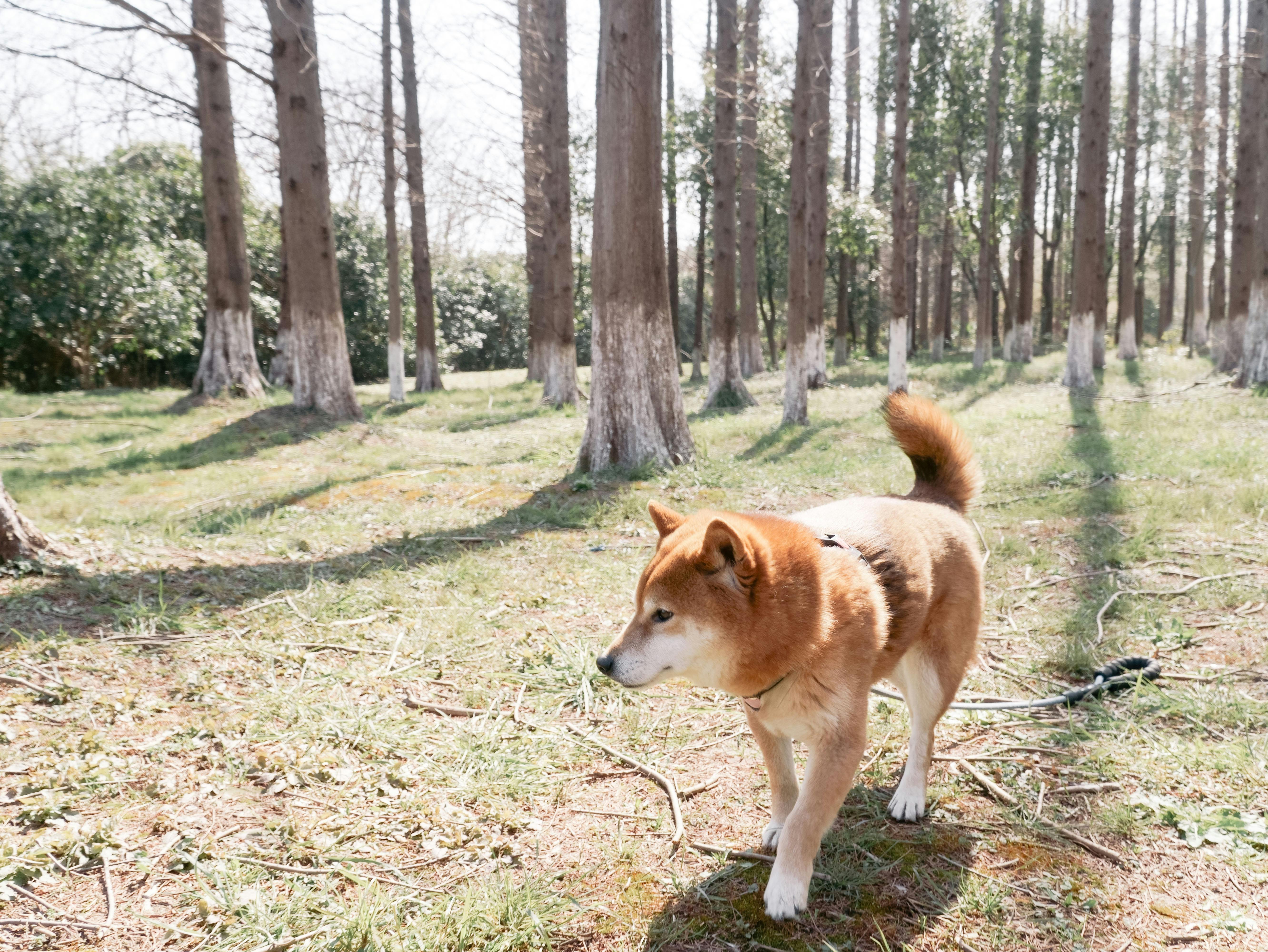 Shiba Inu in Summer · Free Stock Photo