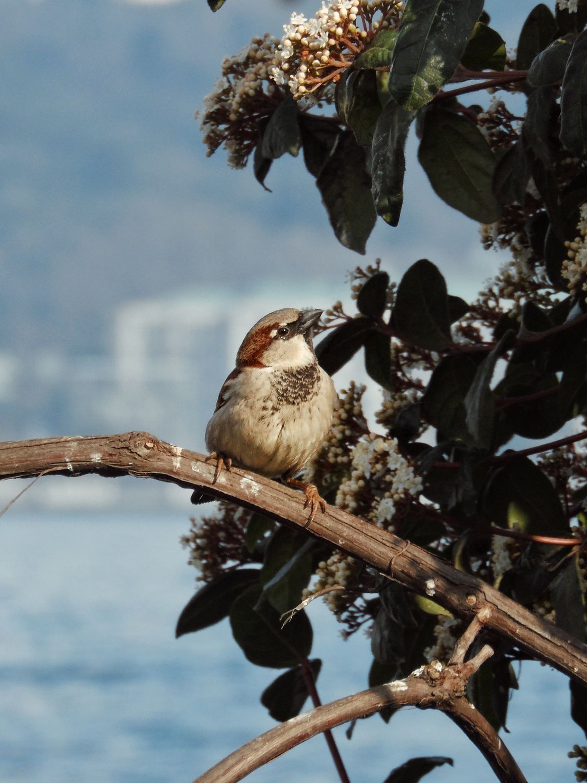 Asian Sparrow Photos, Download The BEST Free Asian Sparrow Stock Photos ...