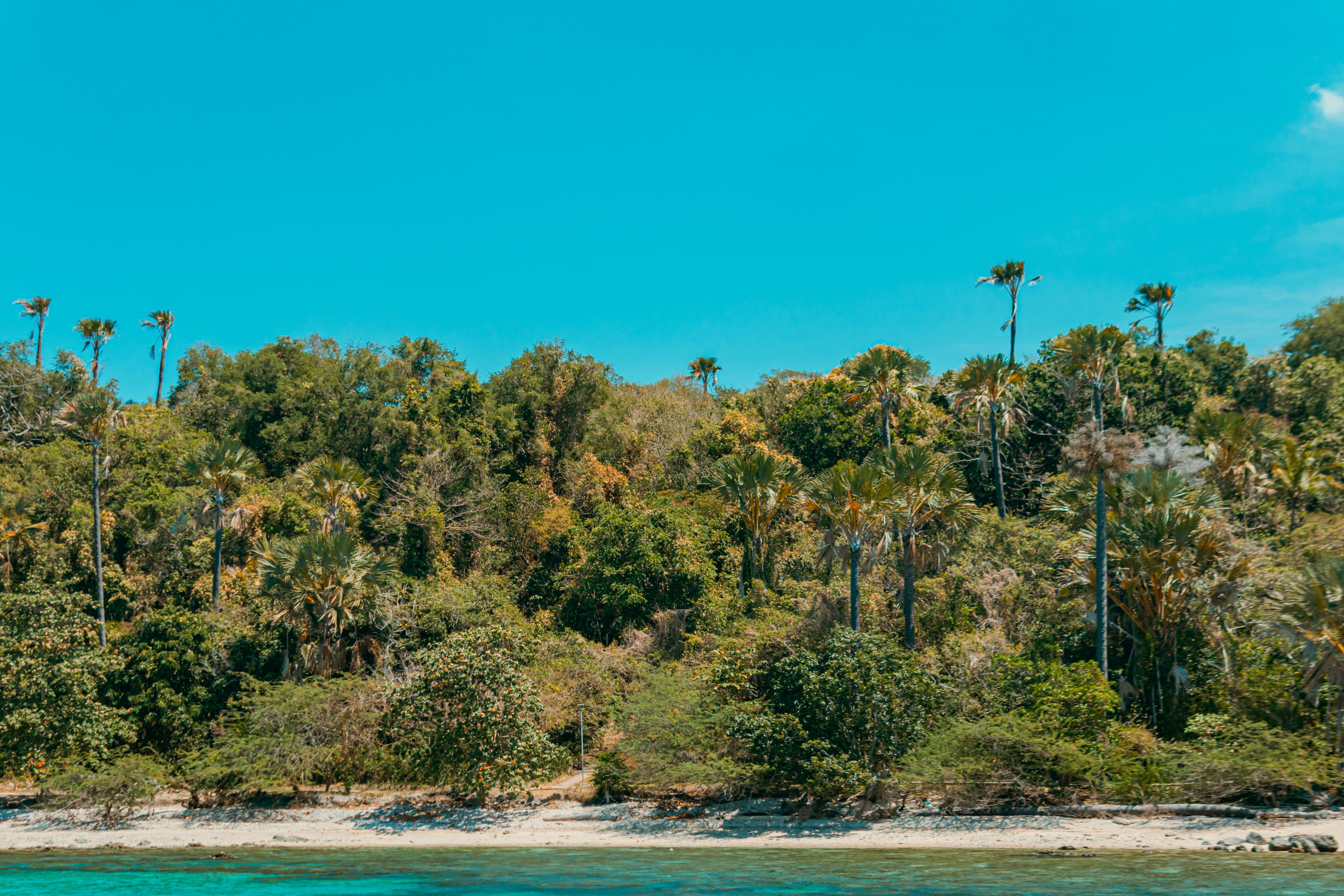 Trees and Shrub Growing on Island · Free Stock Photo