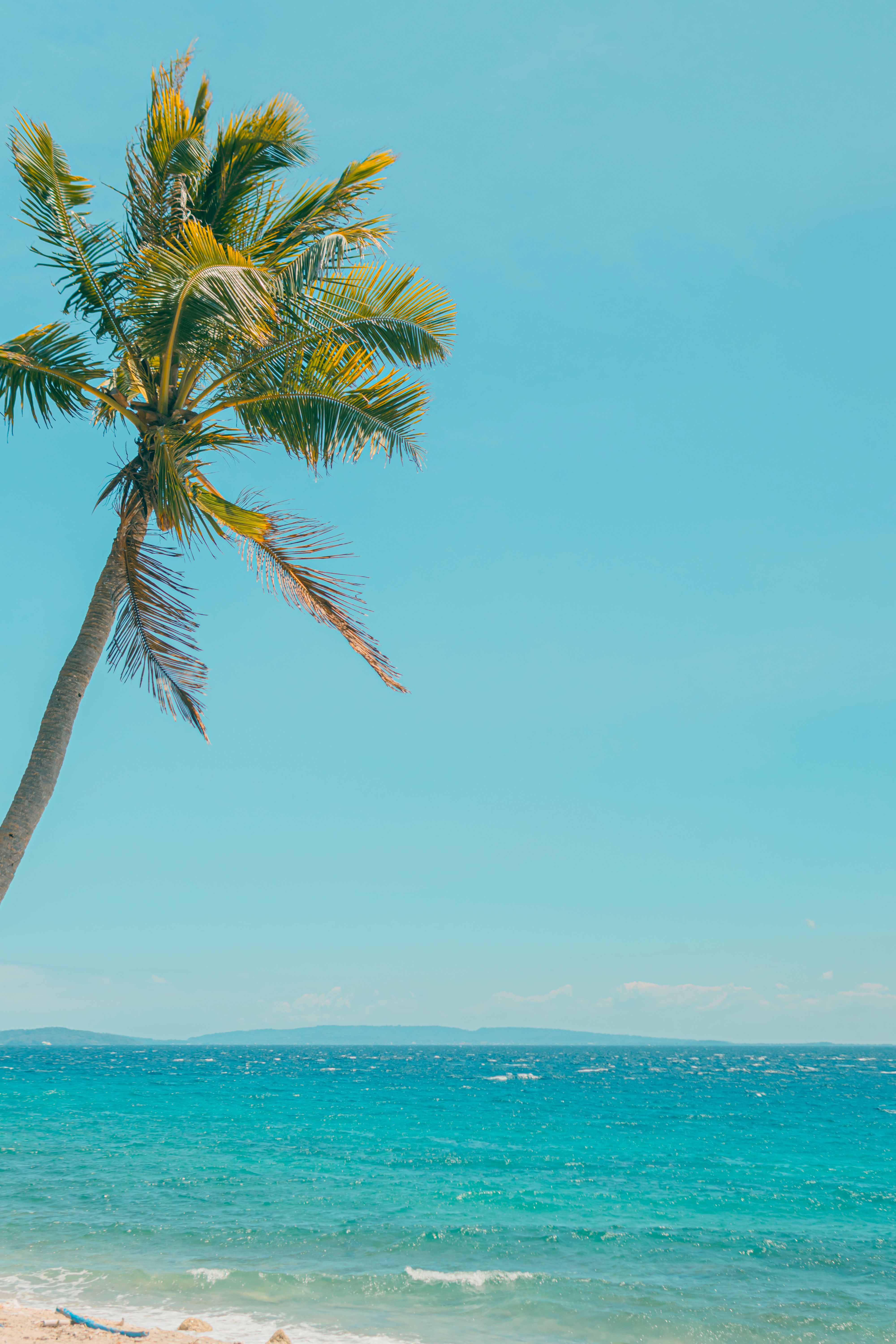 Palm Tree Growing over Blue Ocean · Free Stock Photo