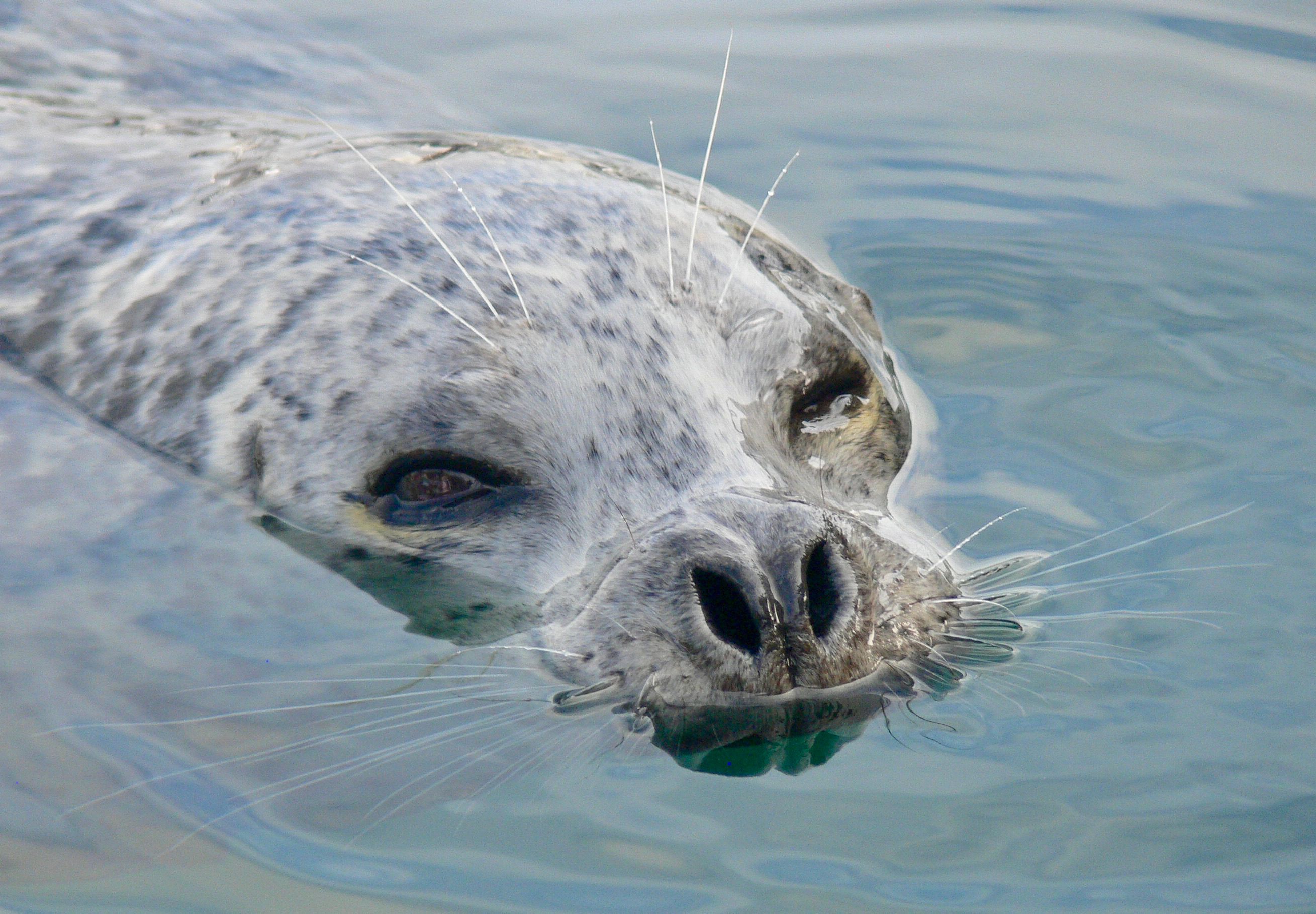 Close-up of a Seal · Free Stock Photo