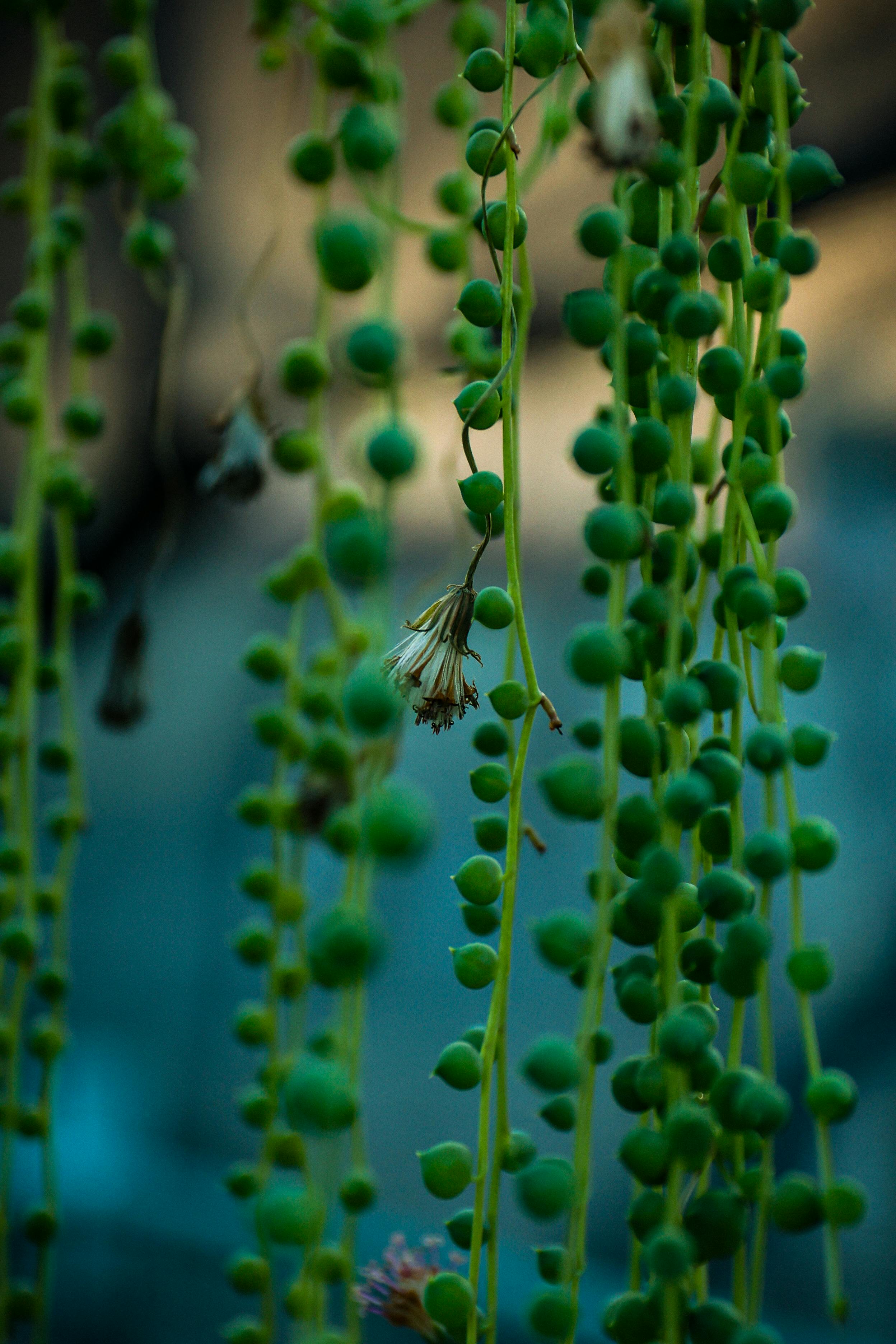 Tween Buds Photos, Download The BEST Free Tween Buds Stock Photos & HD ...