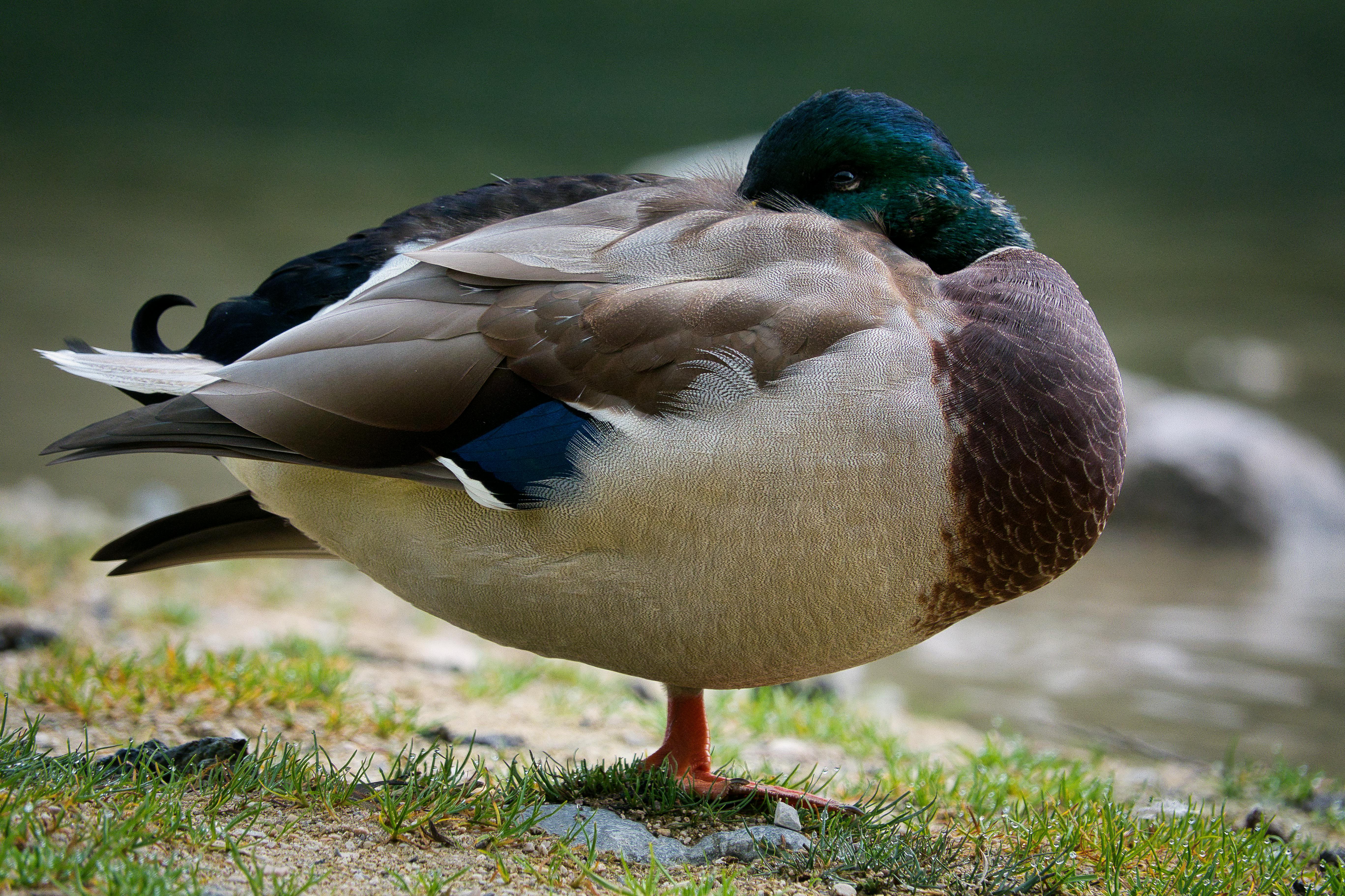 Duck on Lakeshore · Free Stock Photo