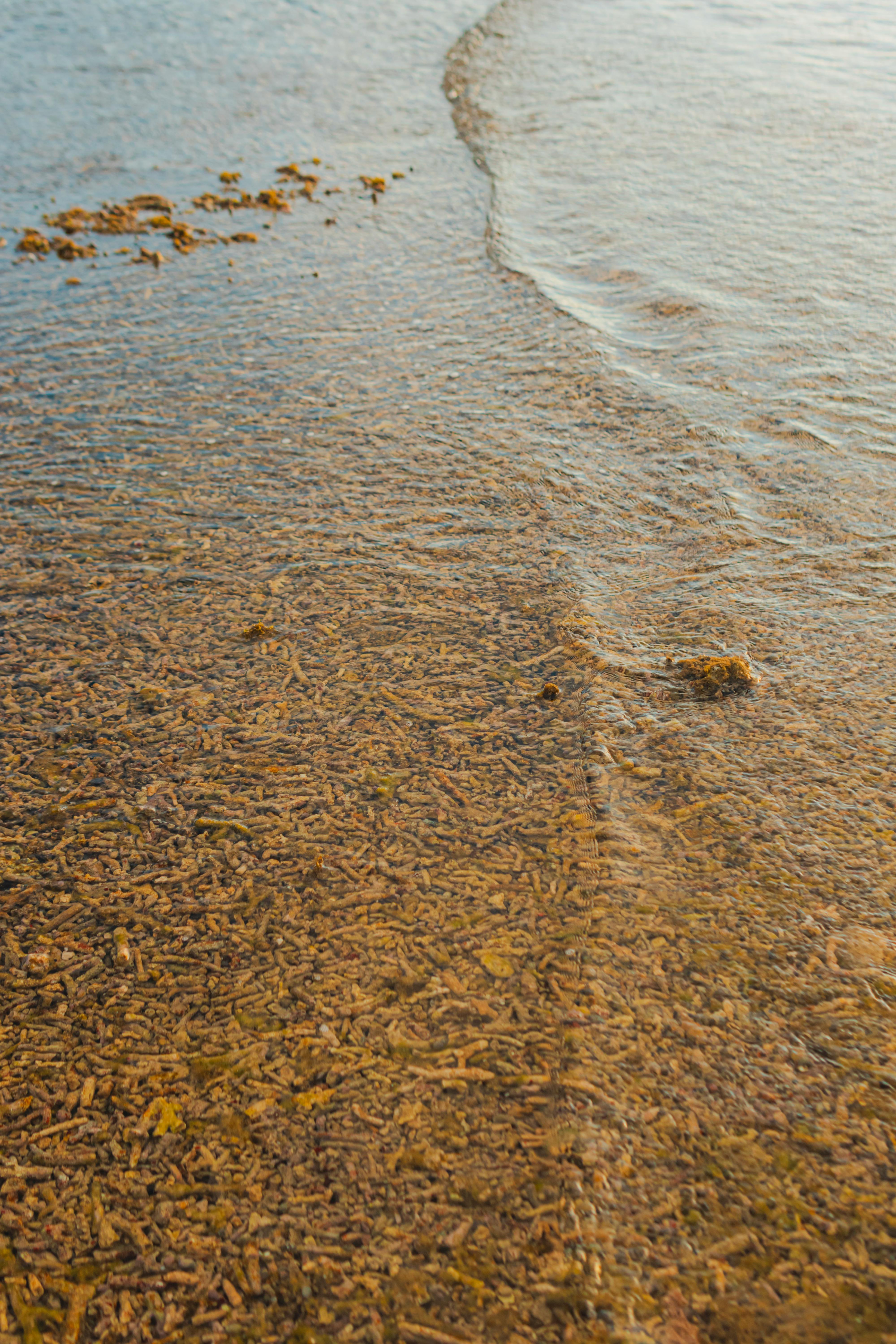 Shallow Water on Sea Shore · Free Stock Photo