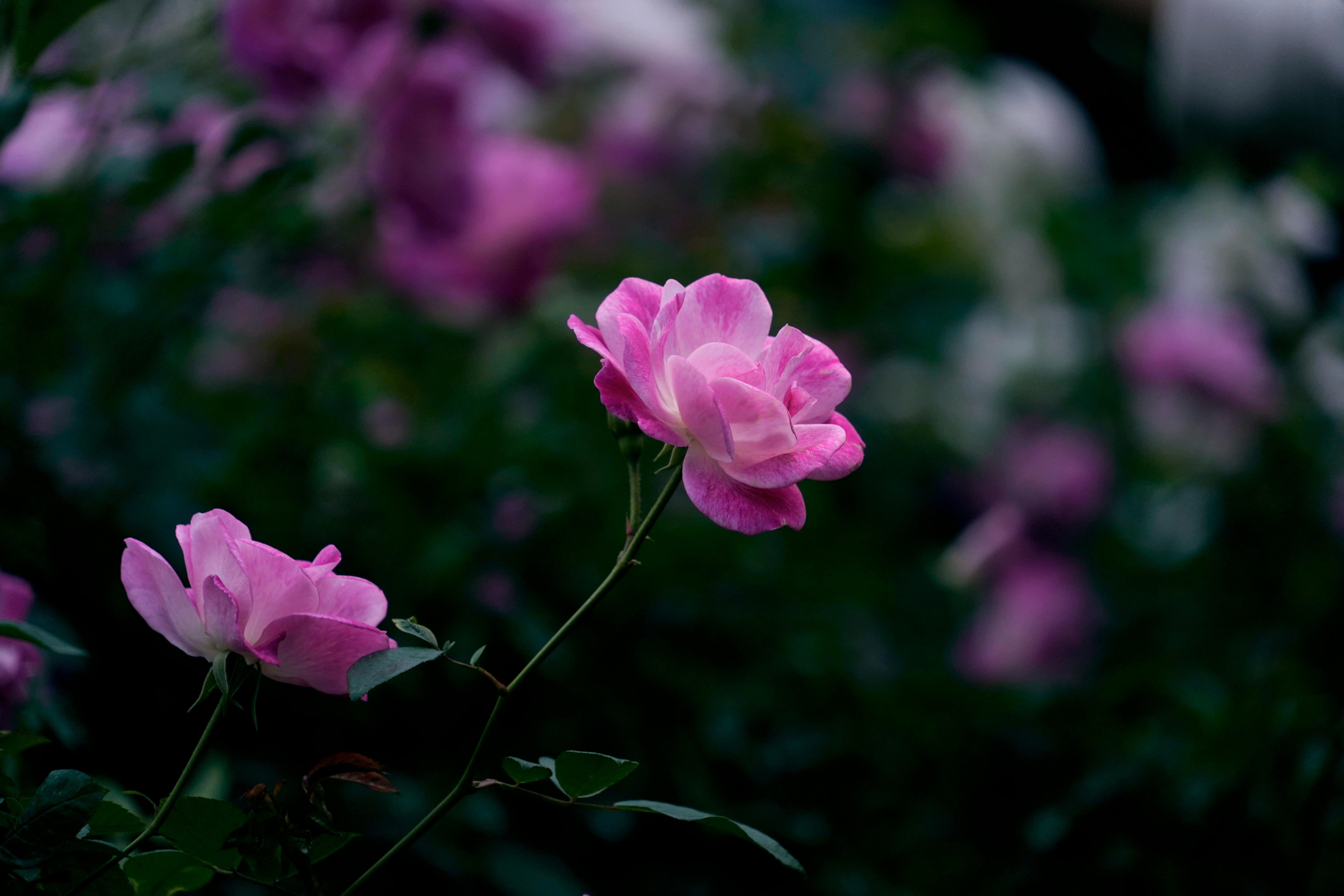 90,000+ Best Rose Wallpaper Photos · 100% Free Download · Pexels Stock ...
