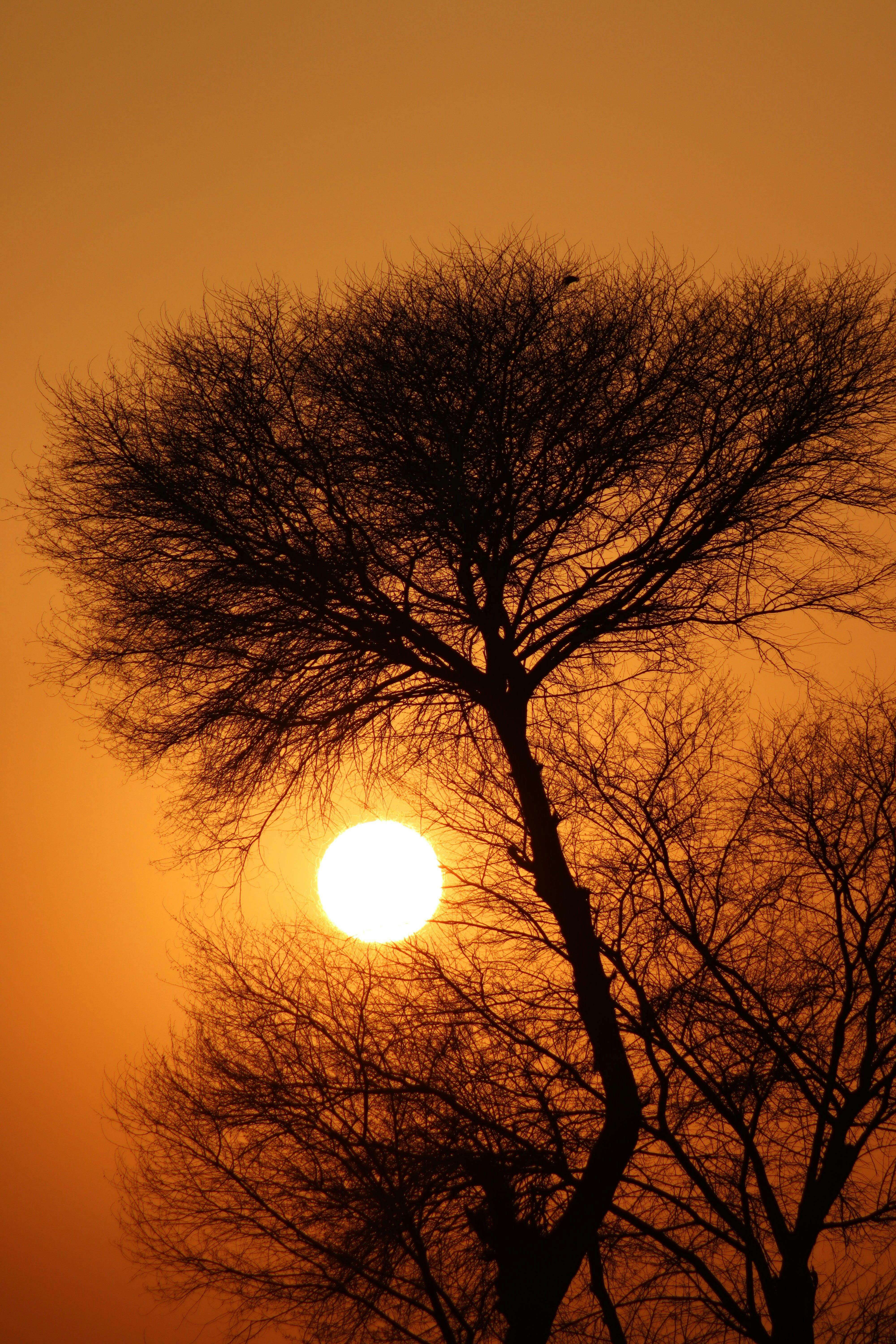 Sun behind Bare Trees at Sunset · Free Stock Photo
