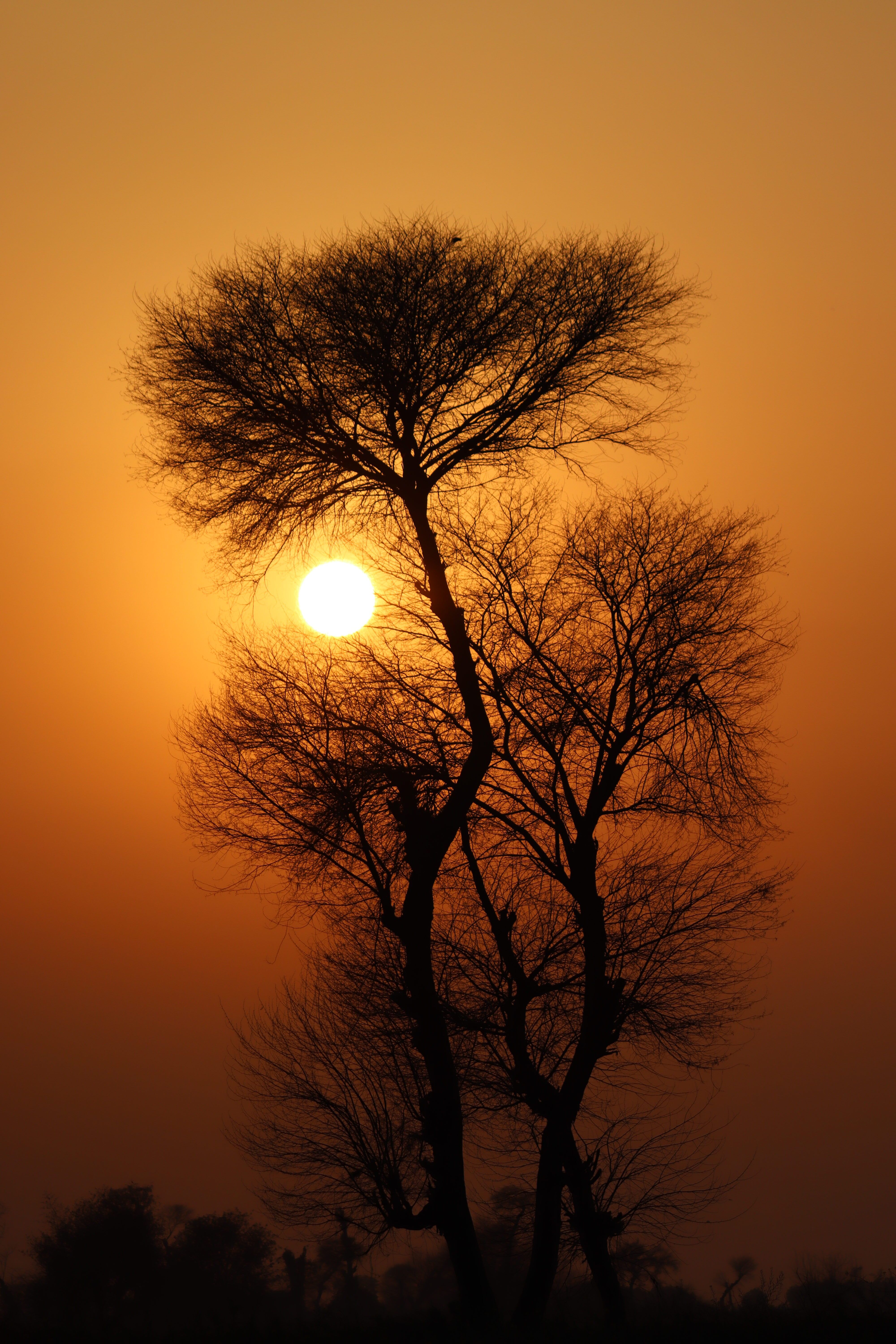 Sun on Sunset Sky behind Trees · Free Stock Photo