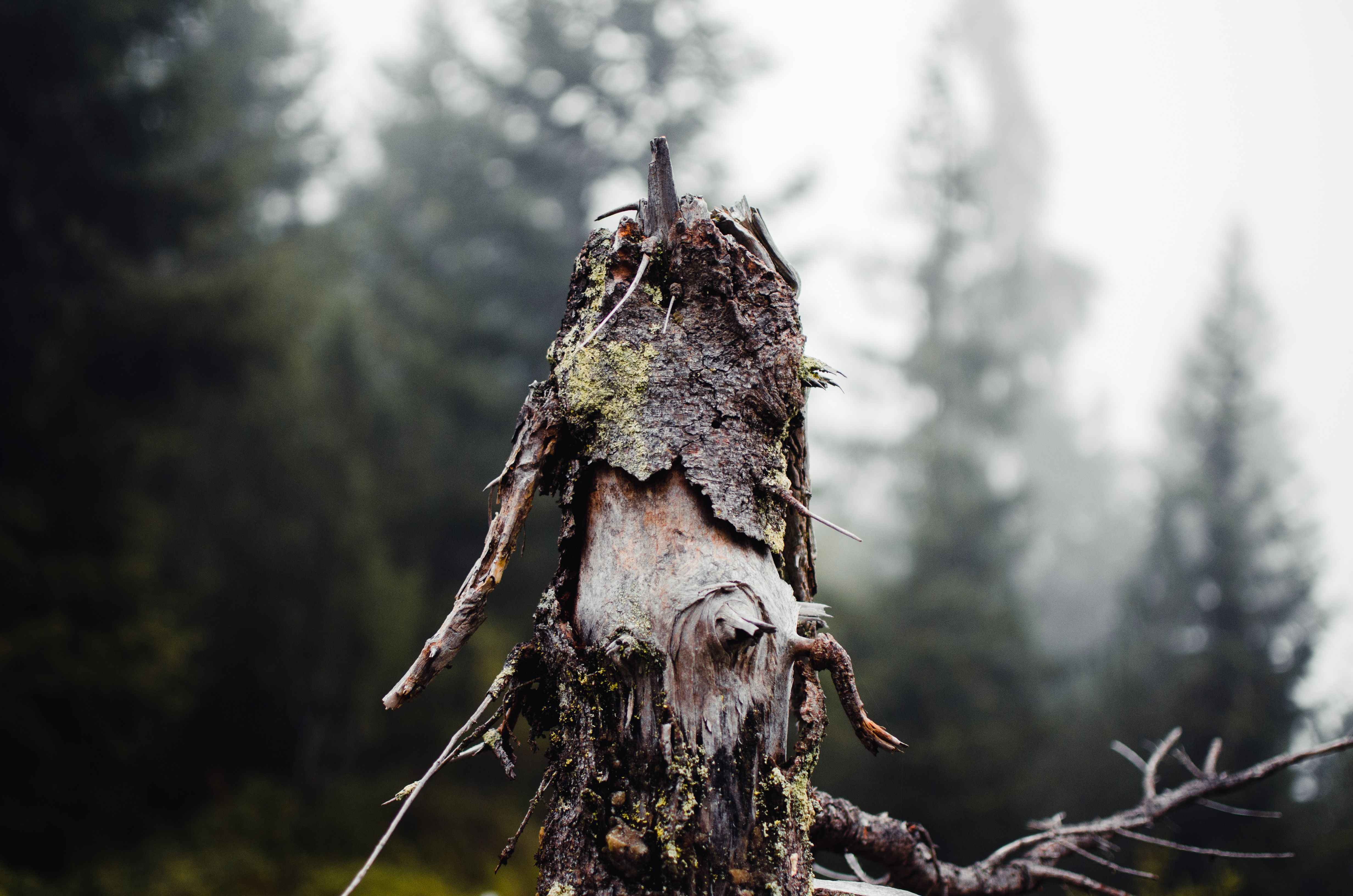 Withered Tree Trunk in Forest · meta.free_stock.photo