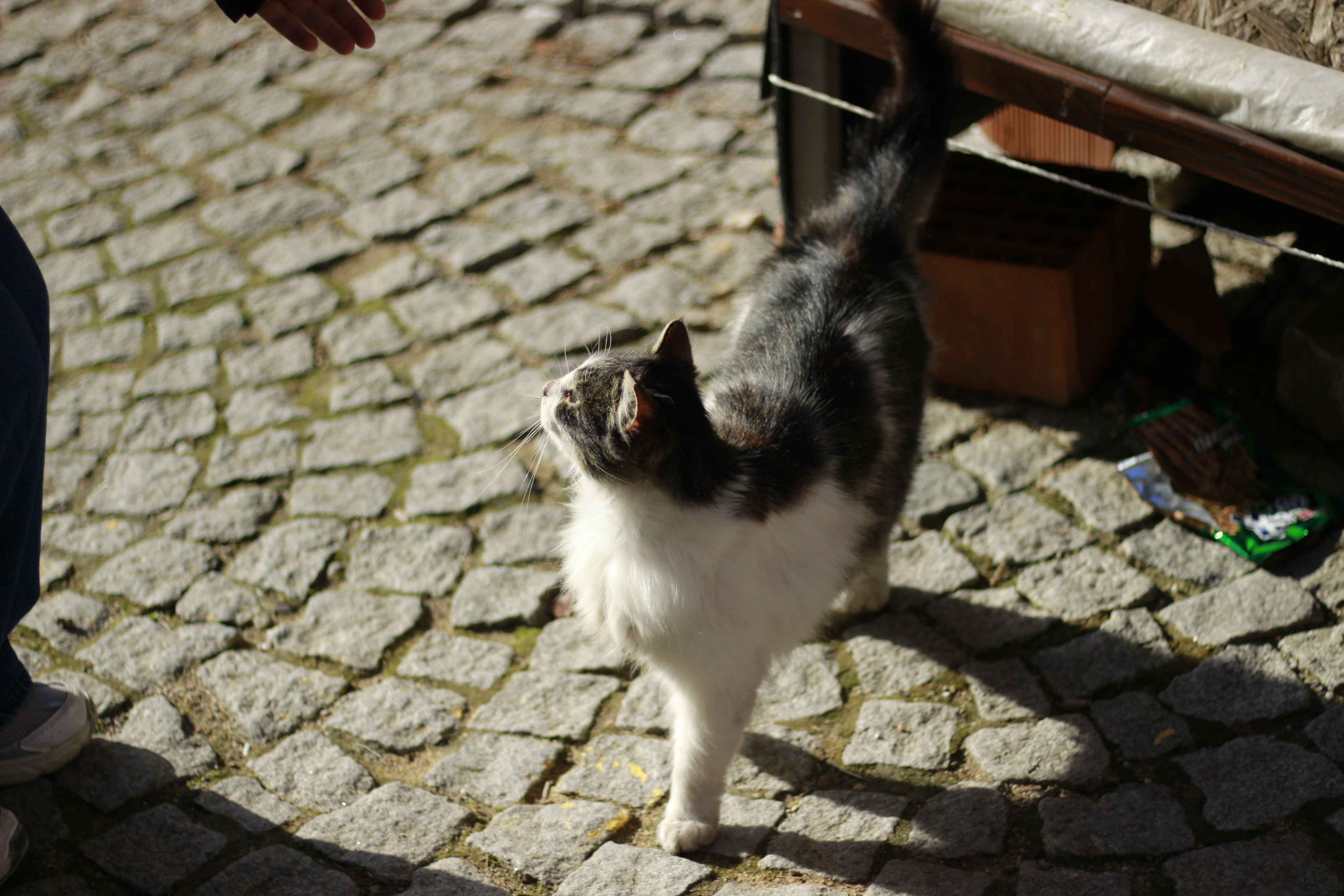 A Cat Walking Outside in Sunlight · Free Stock Photo