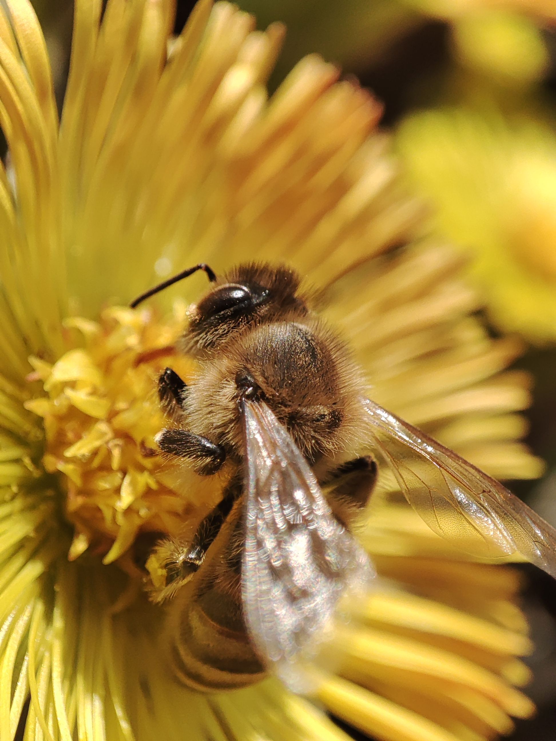 Foto de stock gratuita sobre abeja, abeja salvaje, al aire libre ...