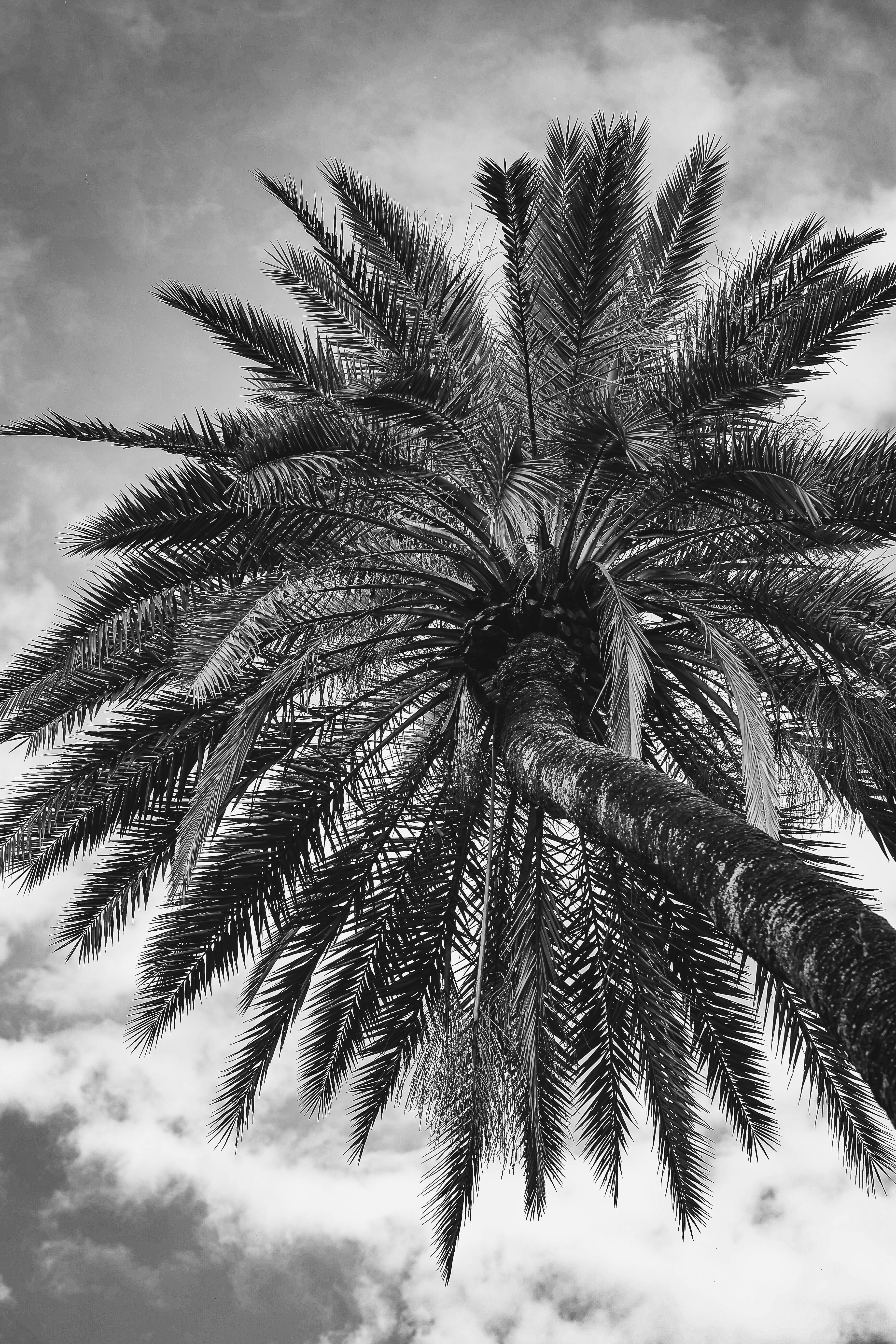 Black and white photograph of a palm tree · Free Stock Photo