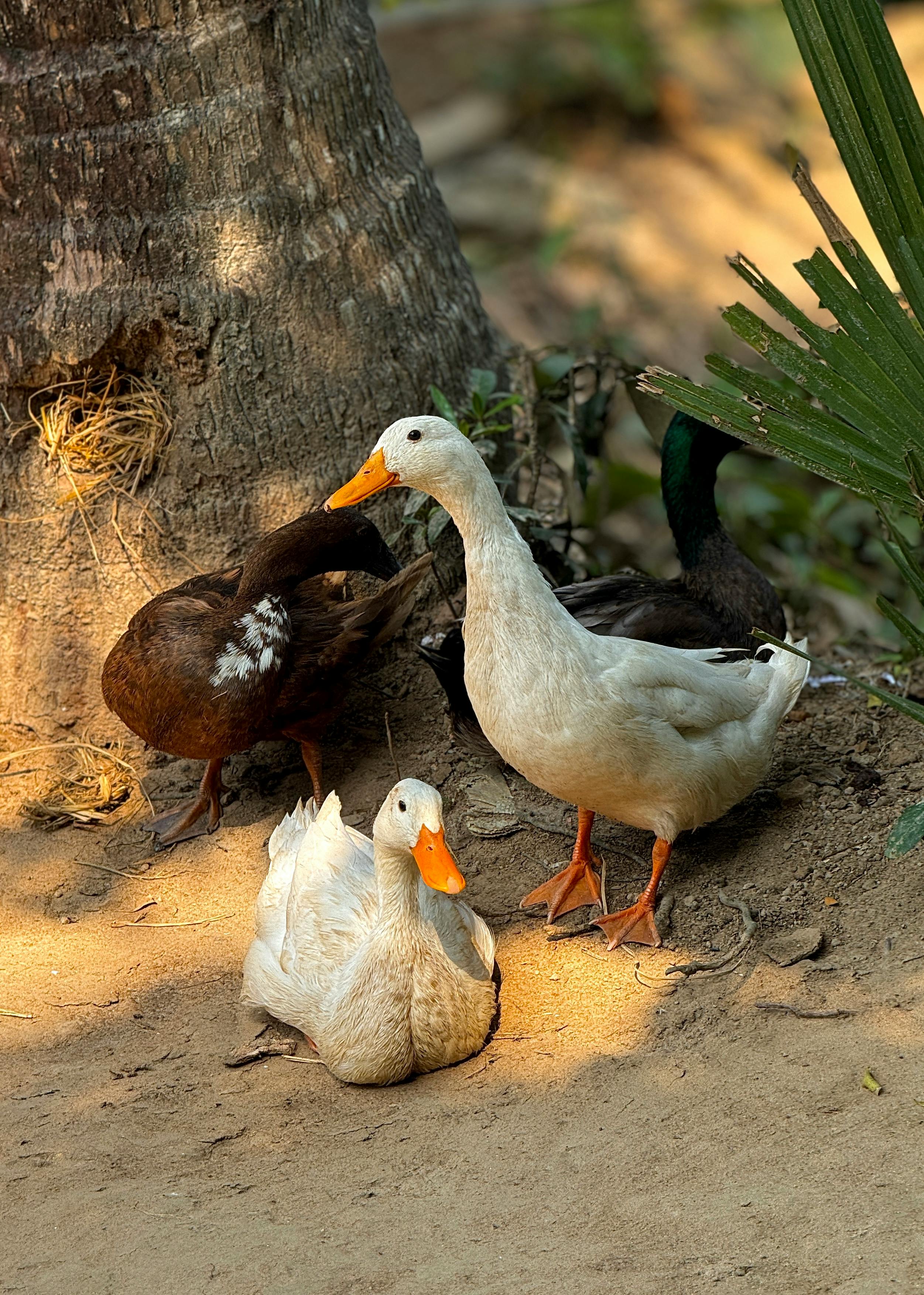 Four Ducks Outdoors · Free Stock Photo