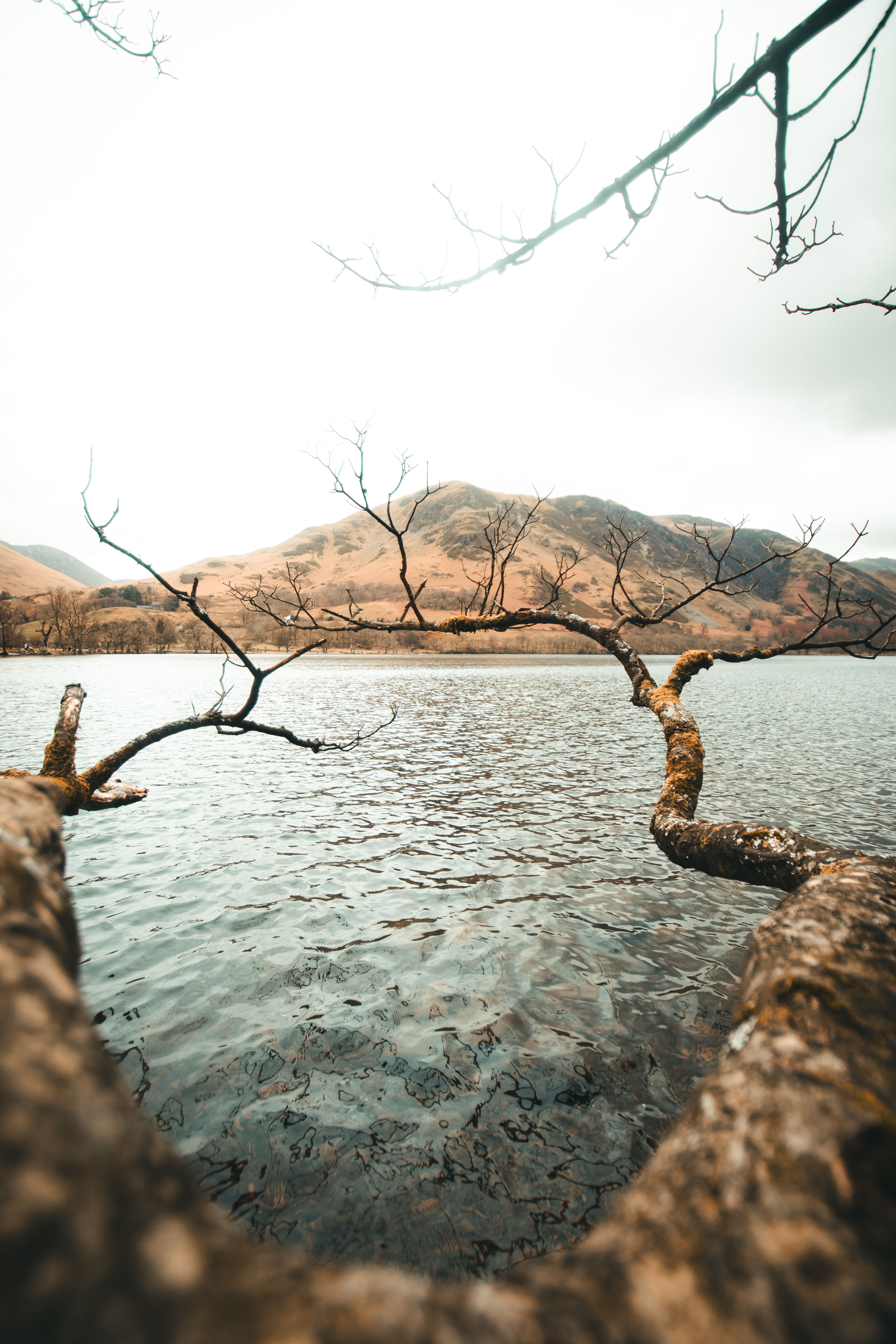 A tree branch is leaning over a lake · Free Stock Photo