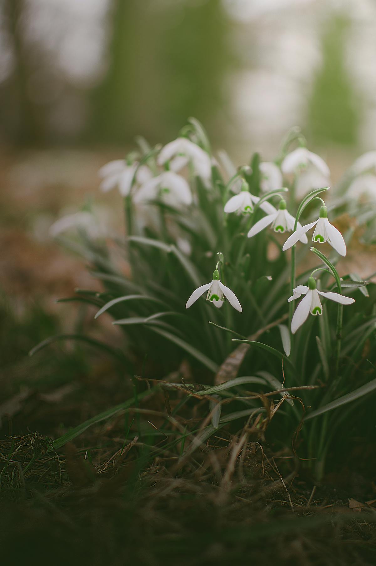 Snowdrops Photos, Download The BEST Free Snowdrops Stock Photos & HD Images