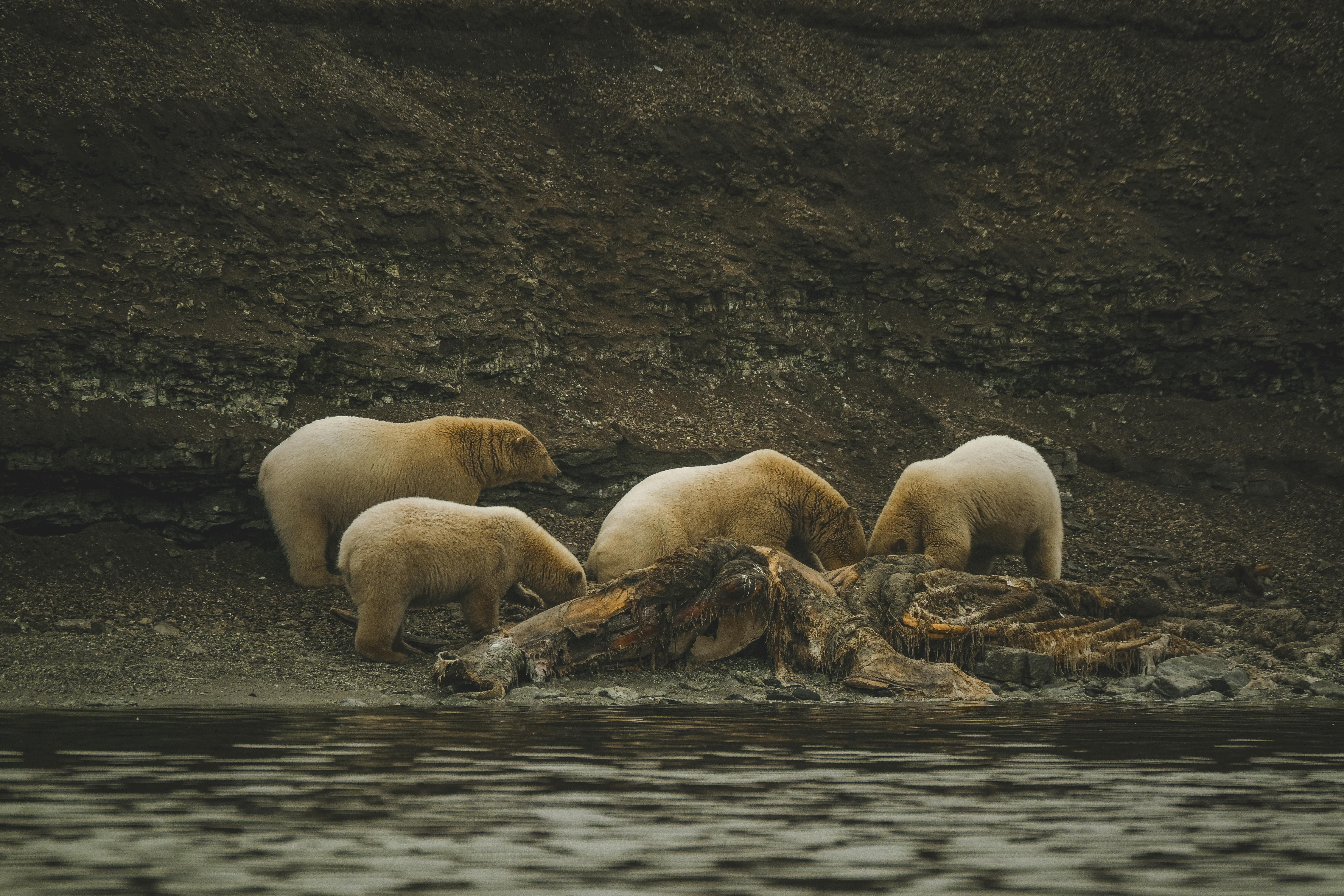 Polar Bears by an Alligator Corpse · Free Stock Photo