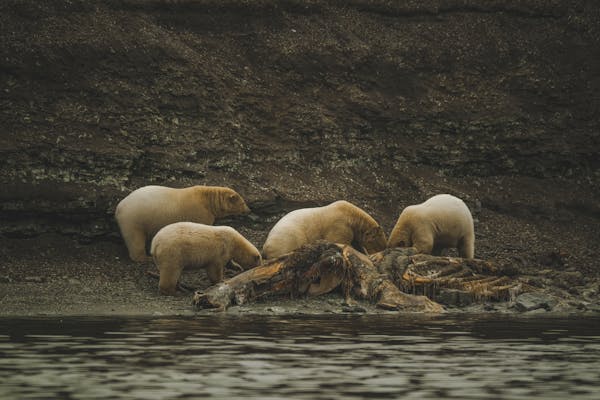 Corpse Photos, Download The BEST Free Corpse Stock Photos & HD Images