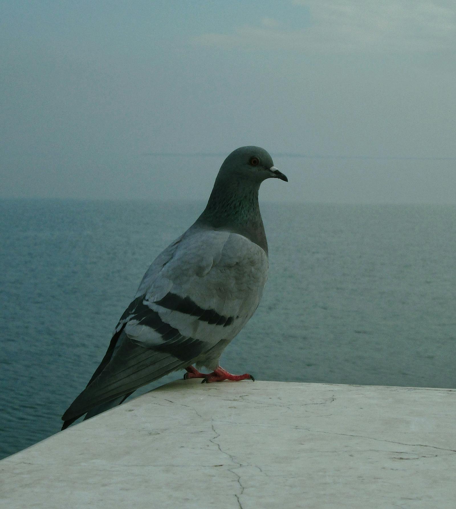 Sea Bird Photos, Download The BEST Free Sea Bird Stock Photos & HD Images