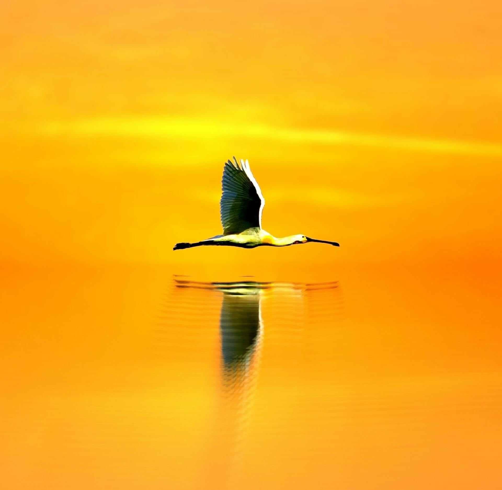 Kostenlose Bilder von Iva · Pexels