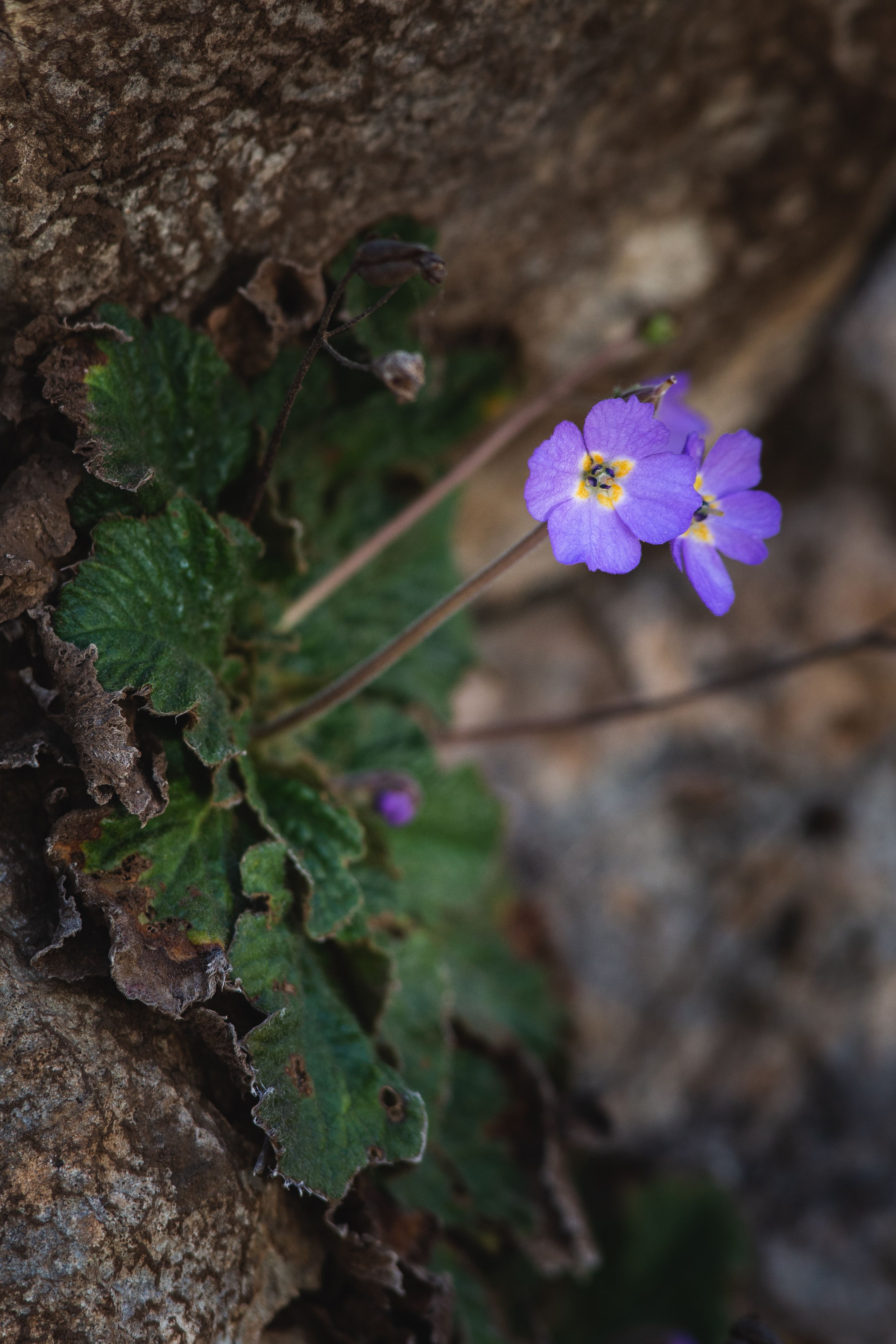 Purple Ramonda Serbica · Free Stock Photo