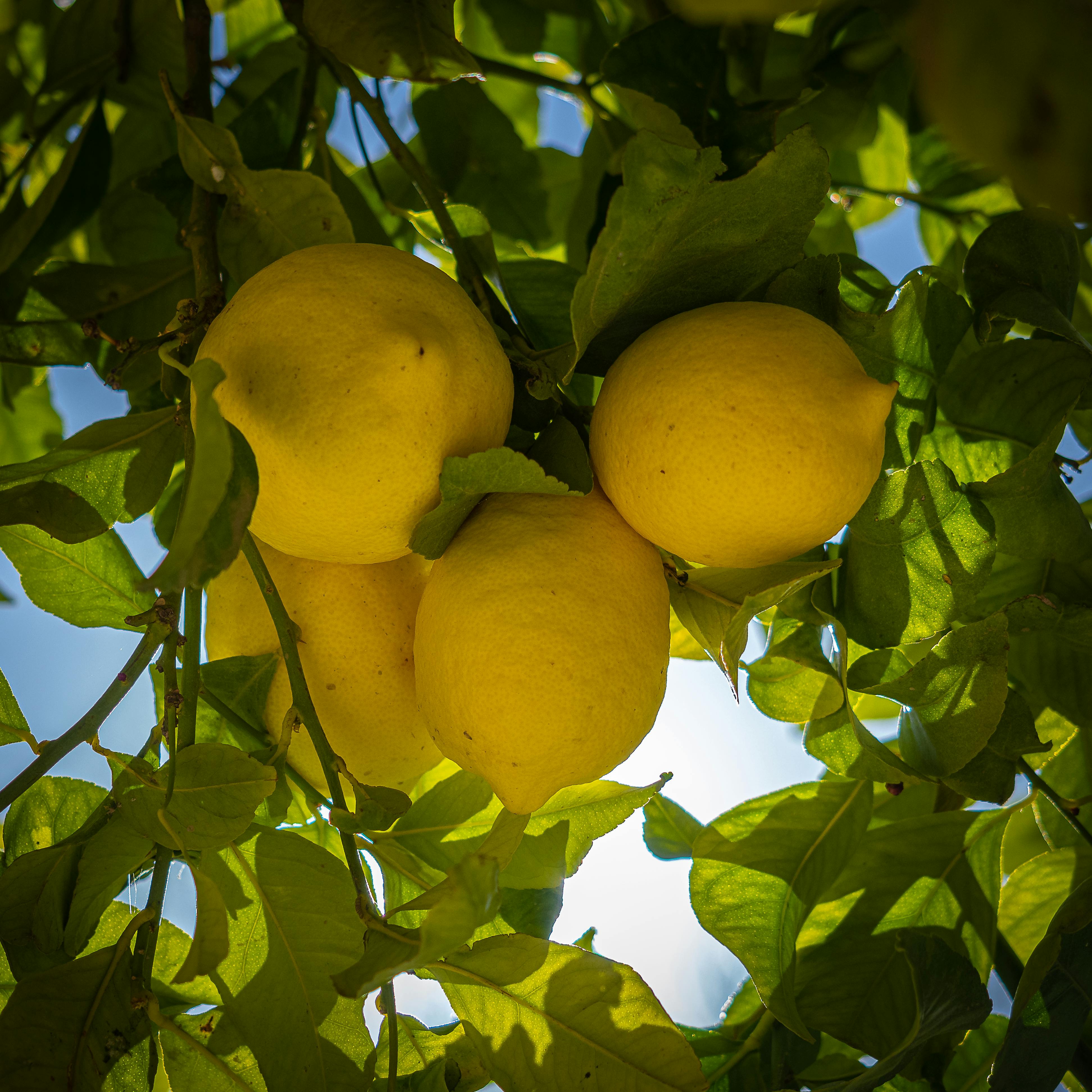 Lemons Growing on Tree under Sunlight · Free Stock Photo