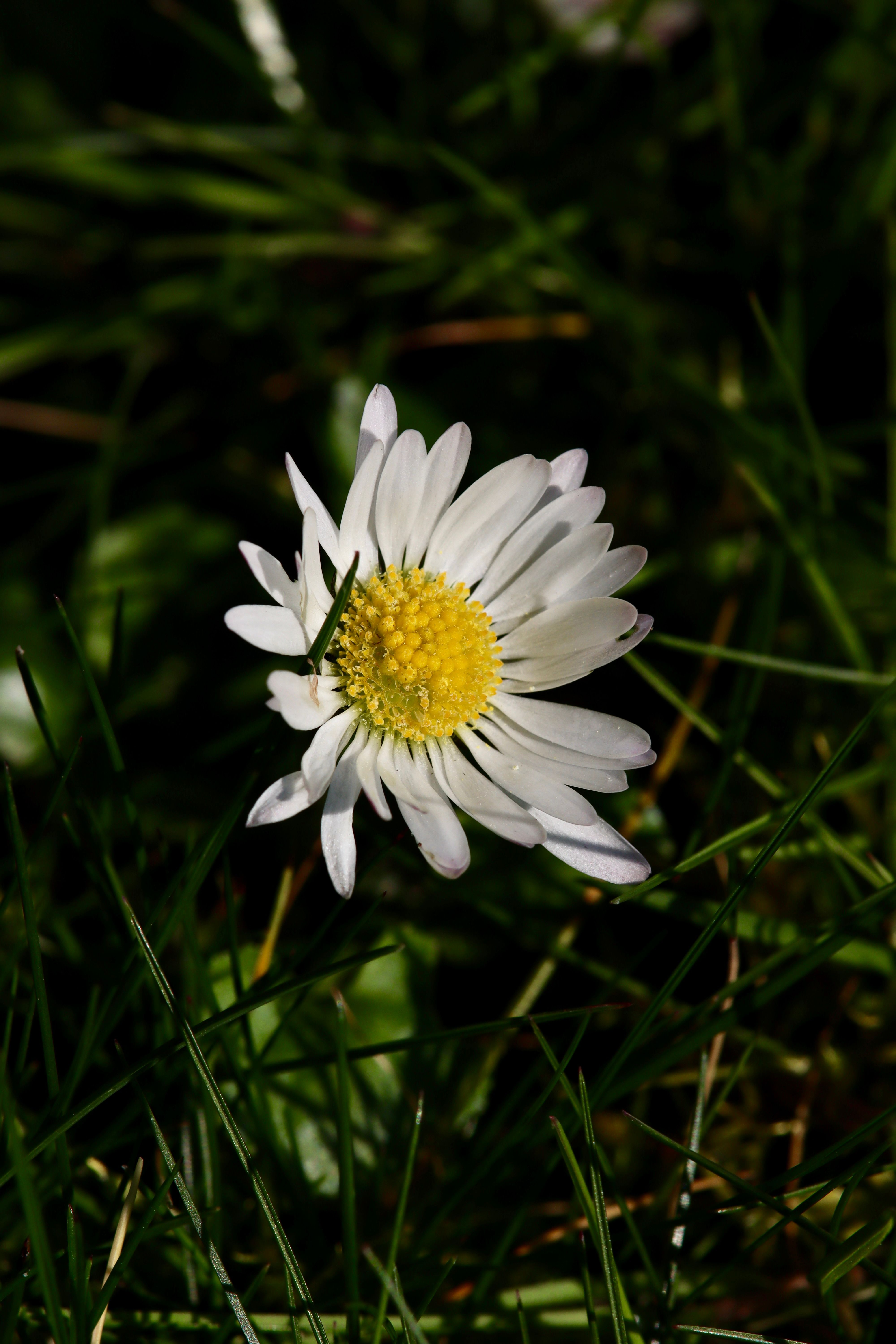 White Chamomile Flower Growing among Grass · Free Stock Photo