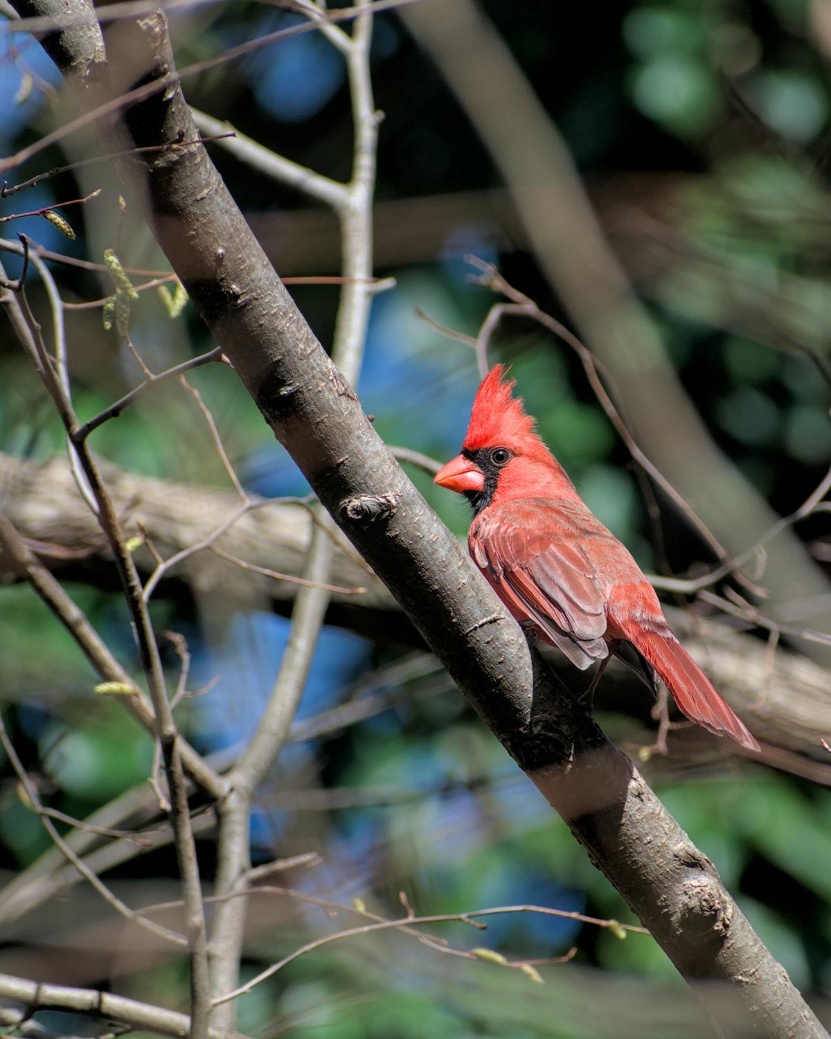 Red Bird Photos, Download The BEST Free Red Bird Stock Photos & HD Images