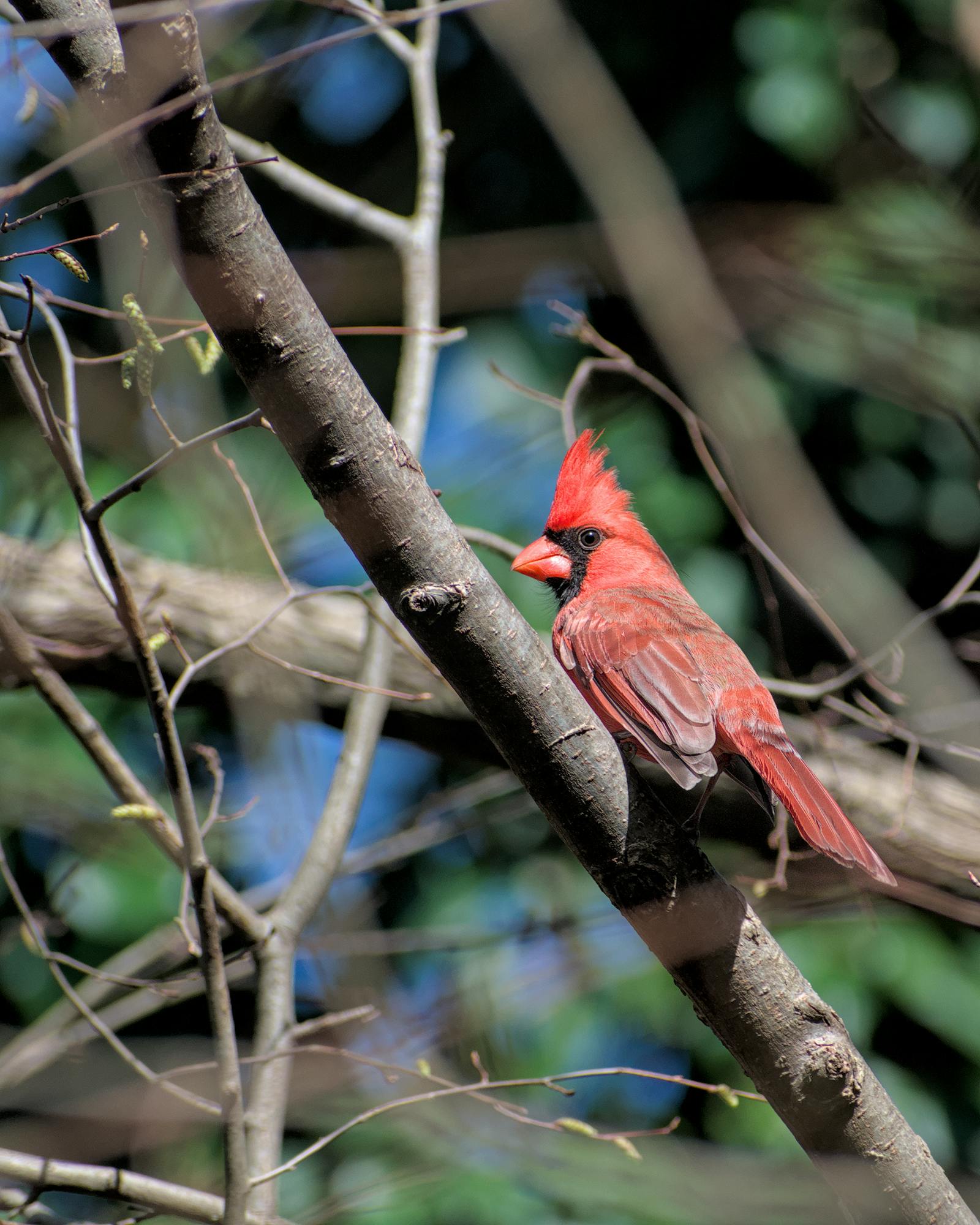 Red Bird Photos, Download The BEST Free Red Bird Stock Photos & HD Images