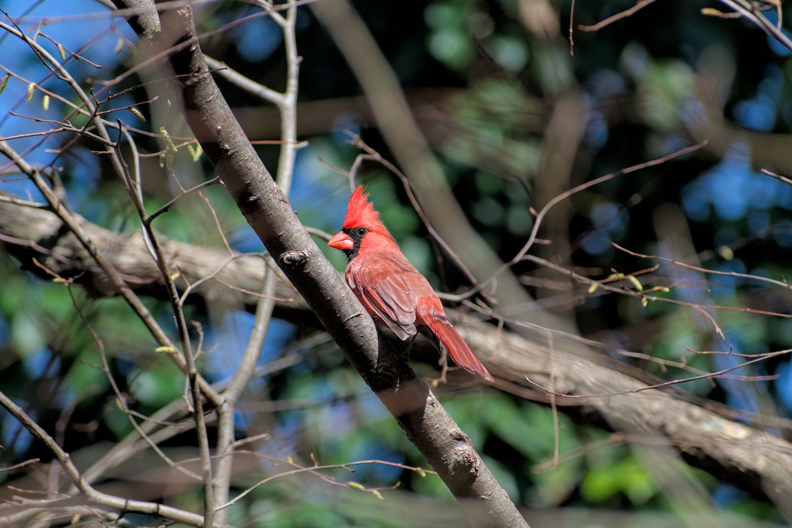 Crimson Photos, Download The BEST Free Crimson Stock Photos & HD Images
