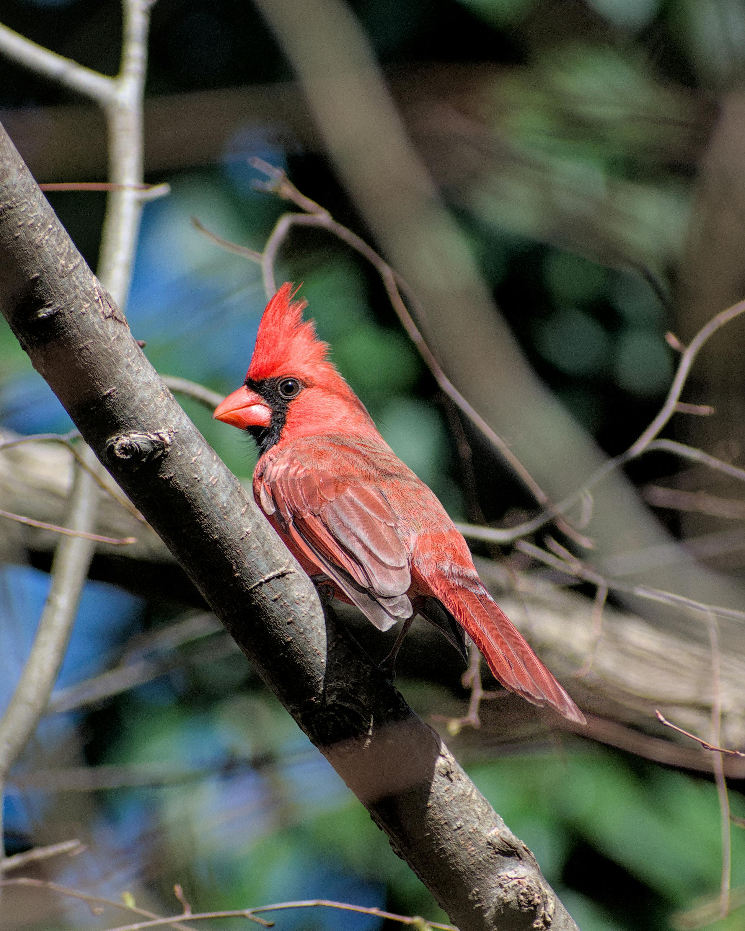 Red Cardinal on Branch · Free Stock Photo
