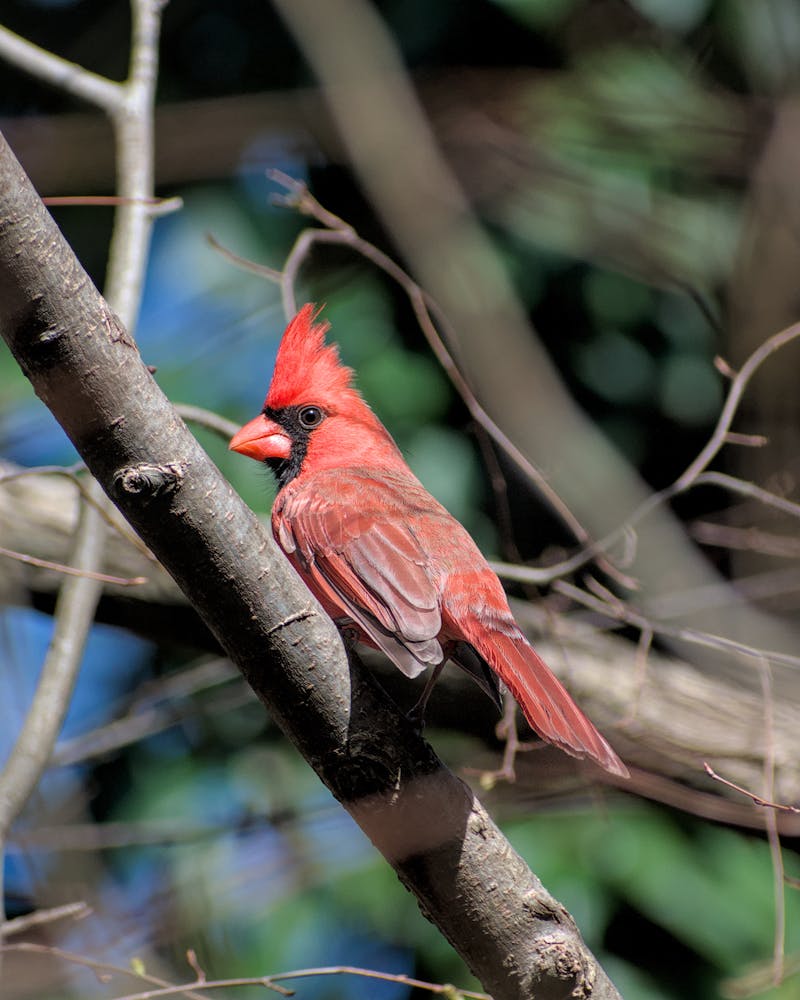 Cardinal Photos, Download The BEST Free Cardinal Stock Photos & HD Images