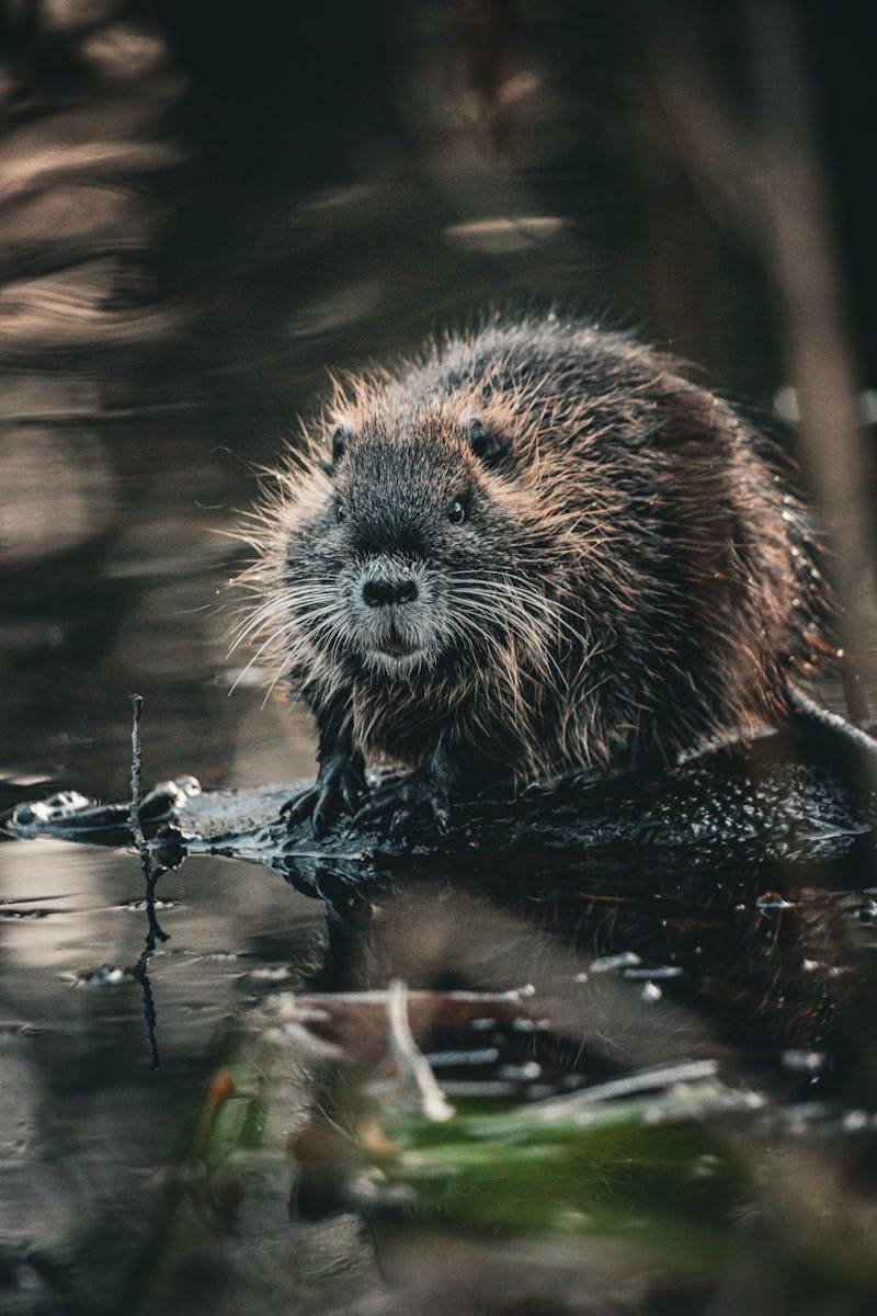 Beaver Shot Photos, Download The BEST Free Beaver Shot Stock Photos ...