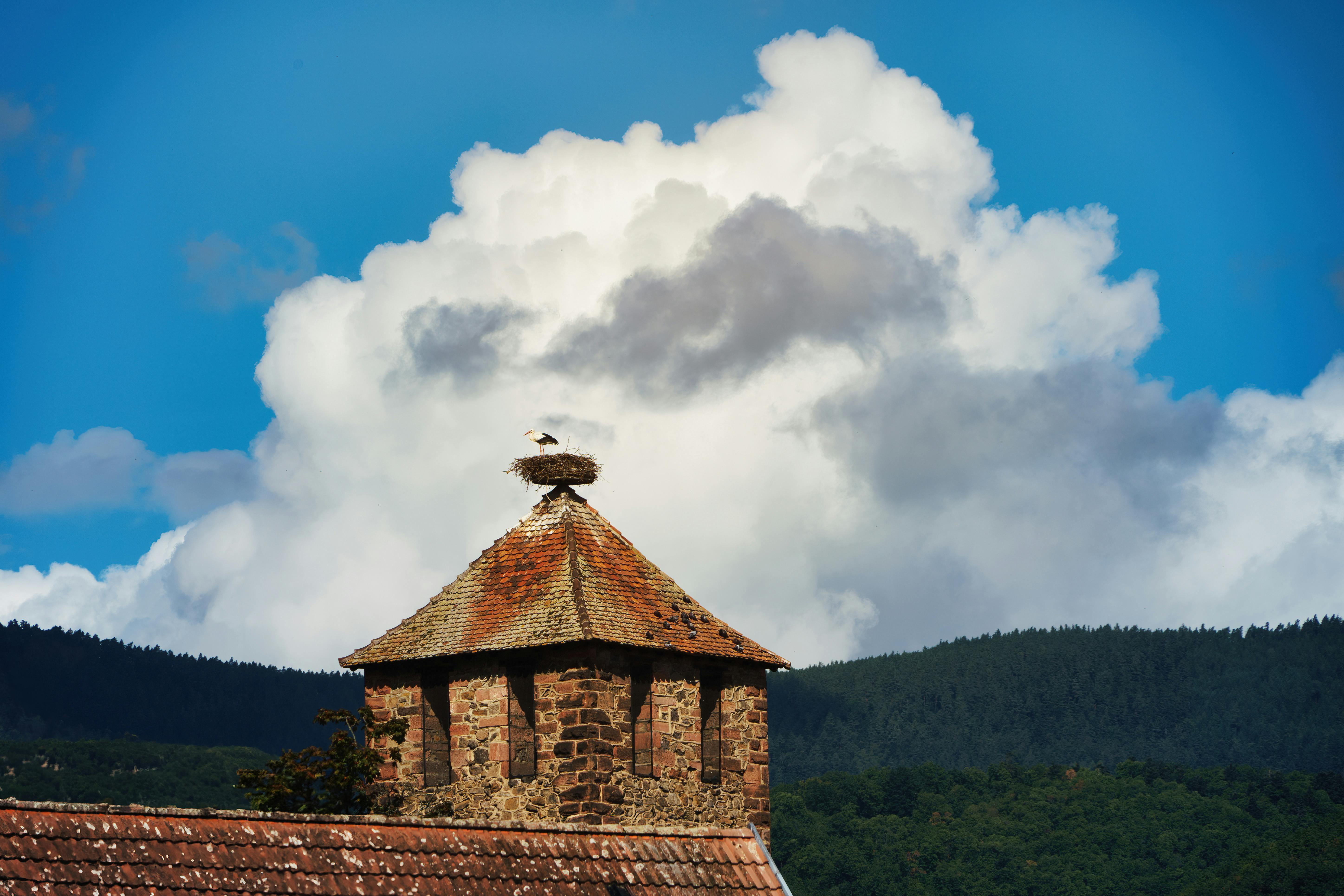 White Stork Nesting on a Brick Tower · Free Stock Photo