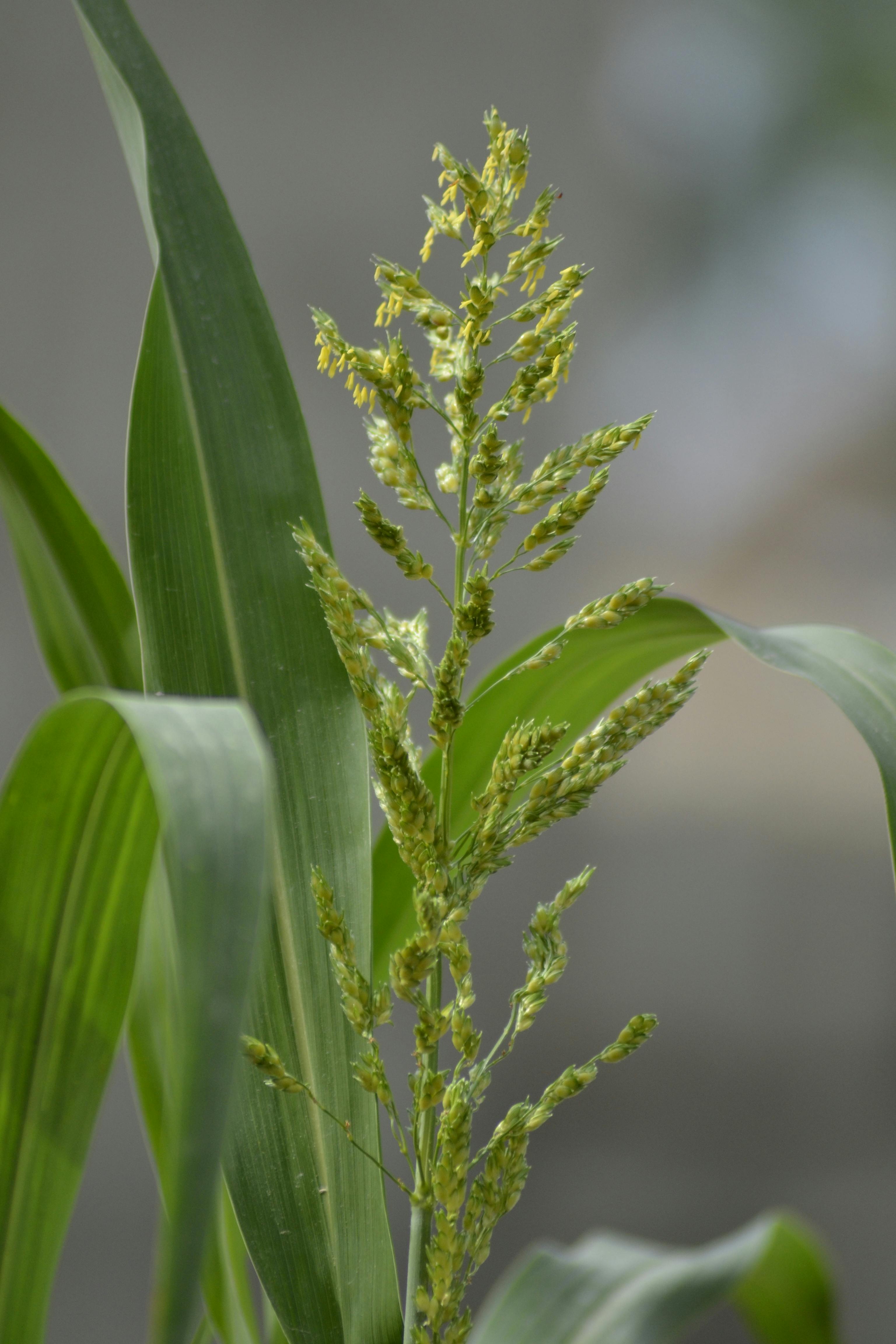 Millet Crops Photos, Download The BEST Free Millet Crops Stock Photos ...