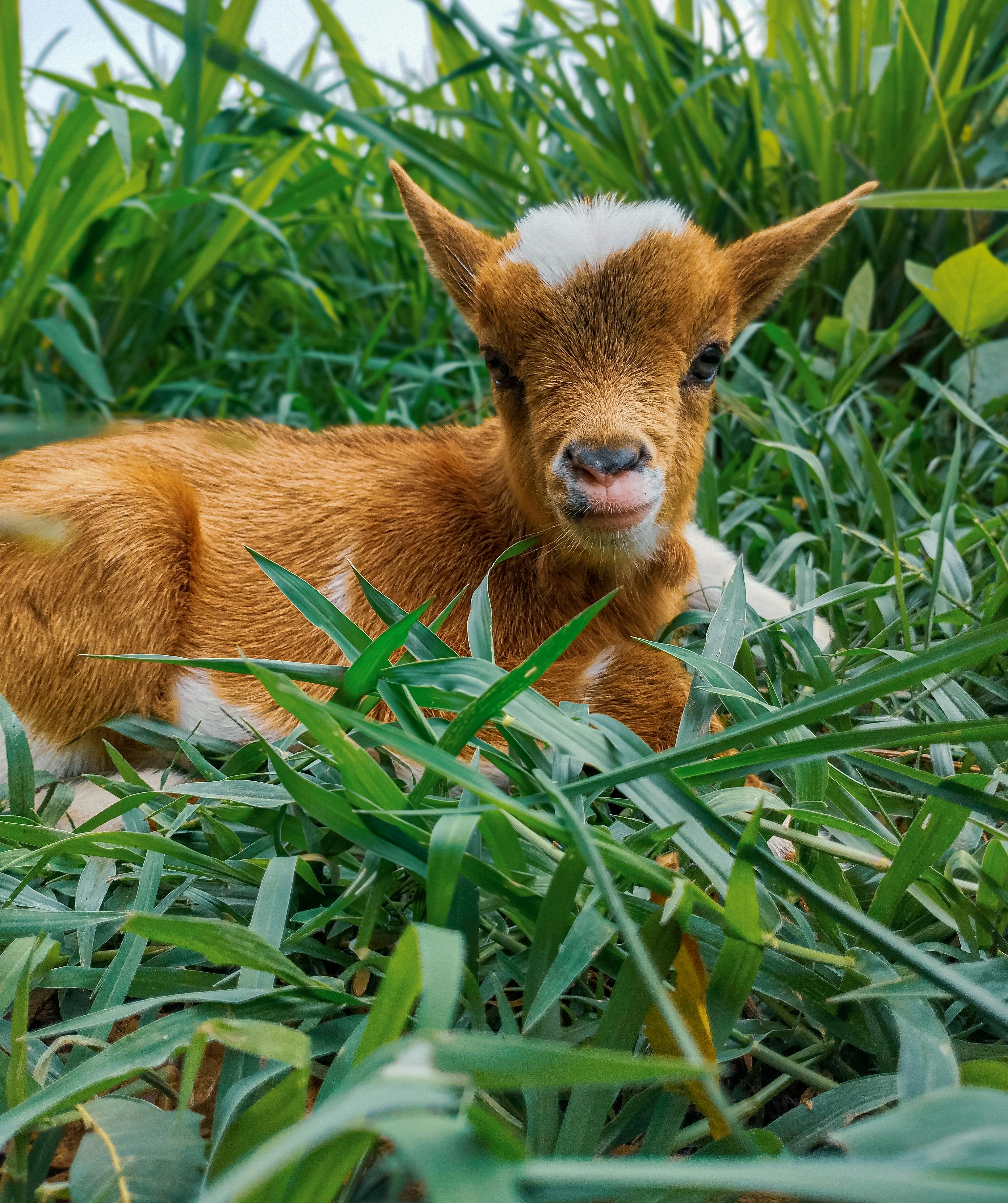 Full Length of a Goat · Free Stock Photo
