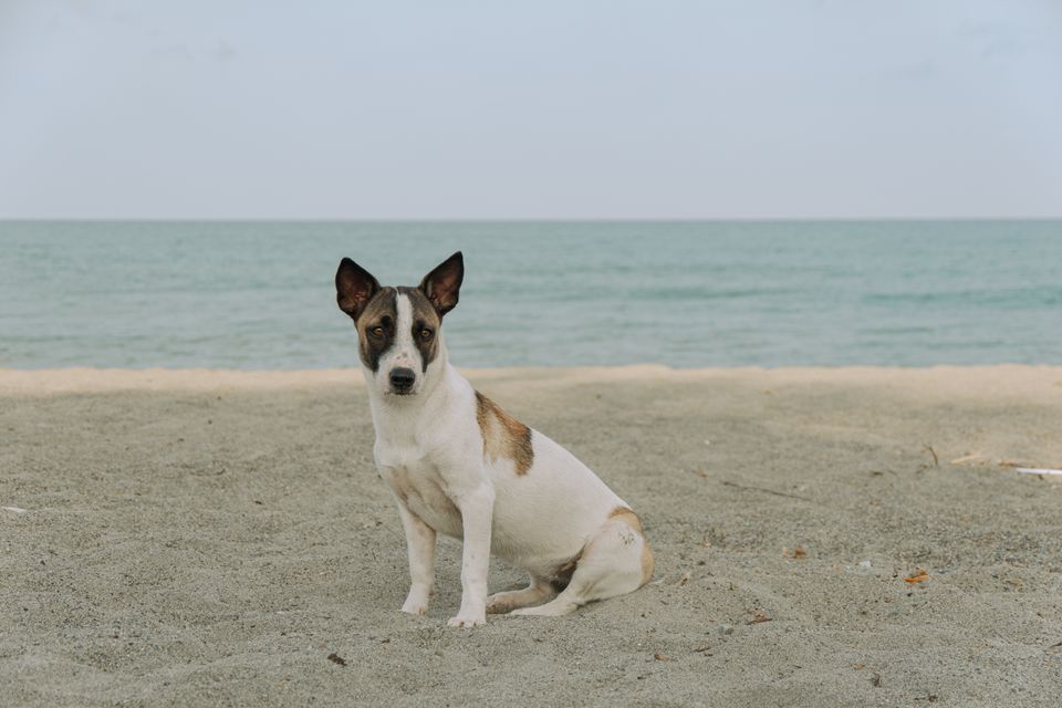 Dog Appeasing Pheromone: Reducing Canine Stress and Anxiety