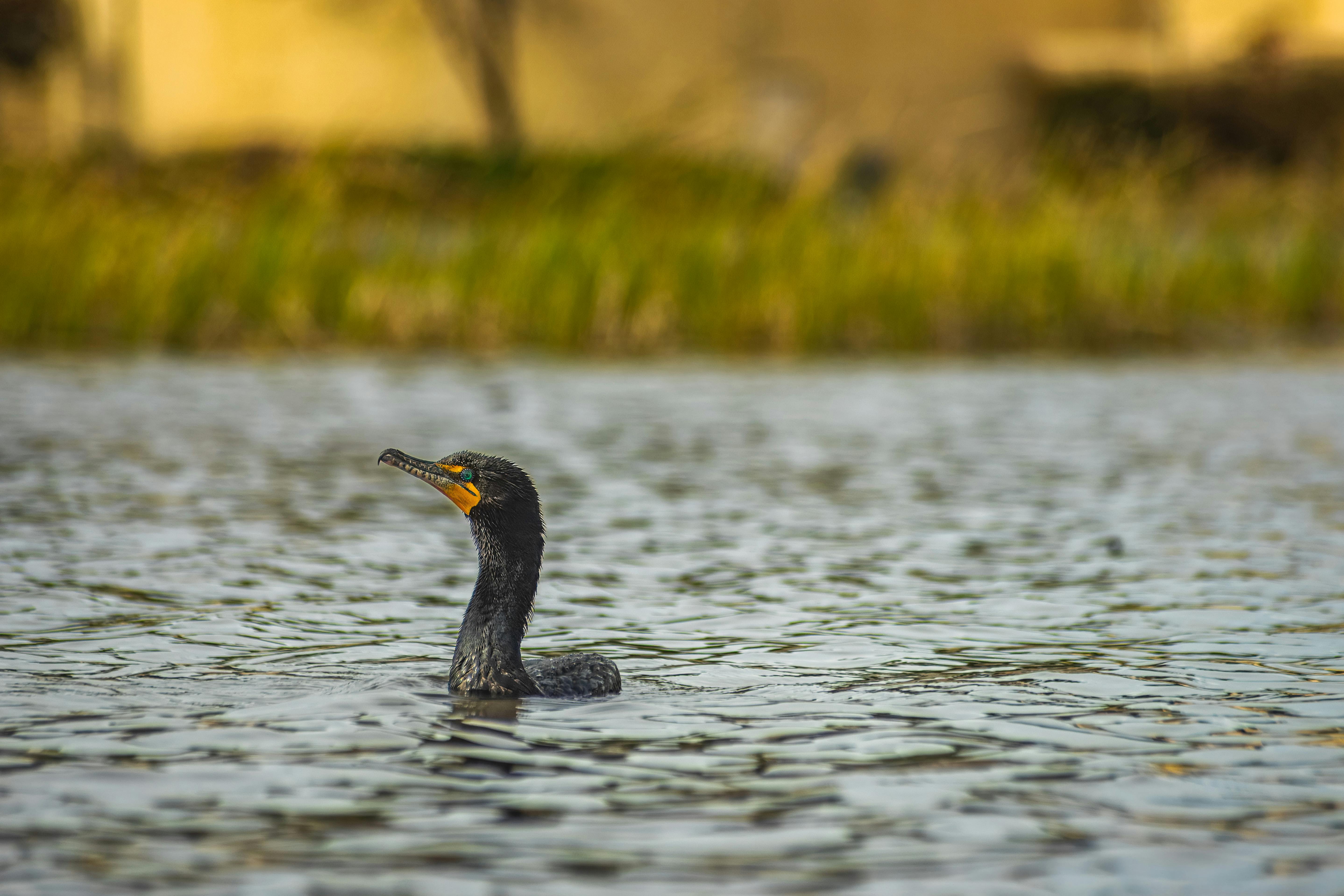 Black Birds Floats on Water · Free Stock Photo