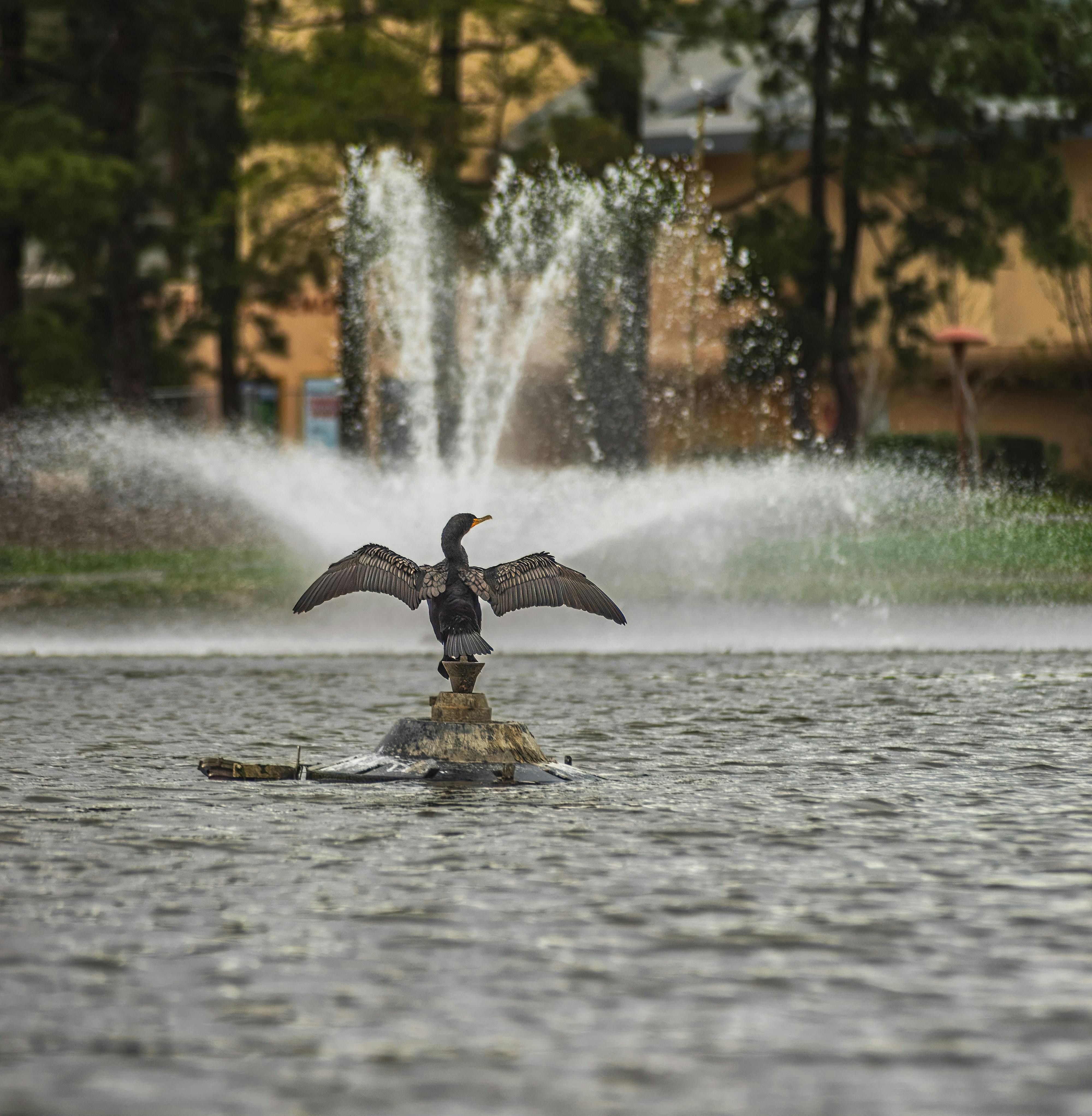 Greatness Photos, Download The BEST Free Greatness Stock Photos & HD Images