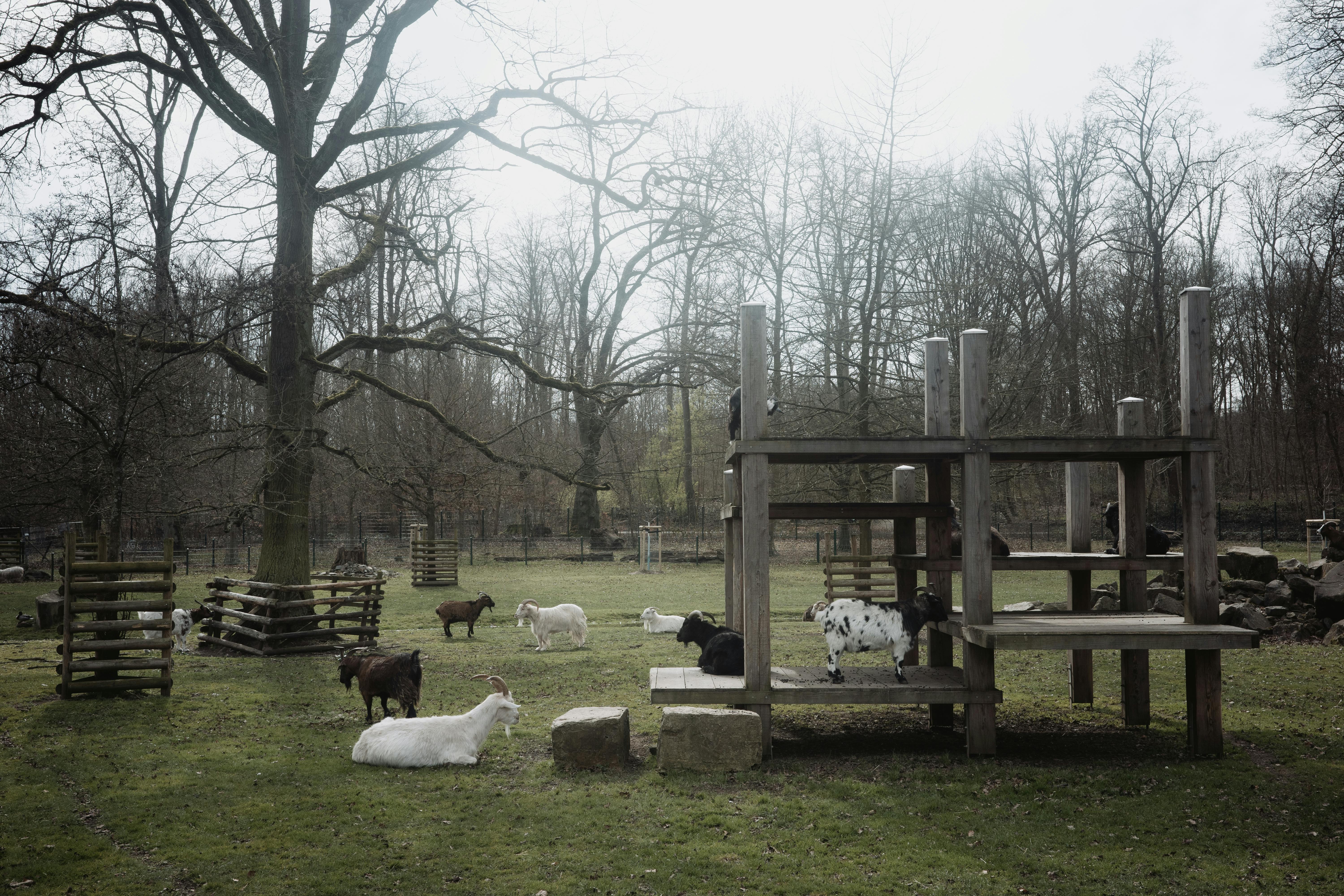 Goats on Farm · Free Stock Photo