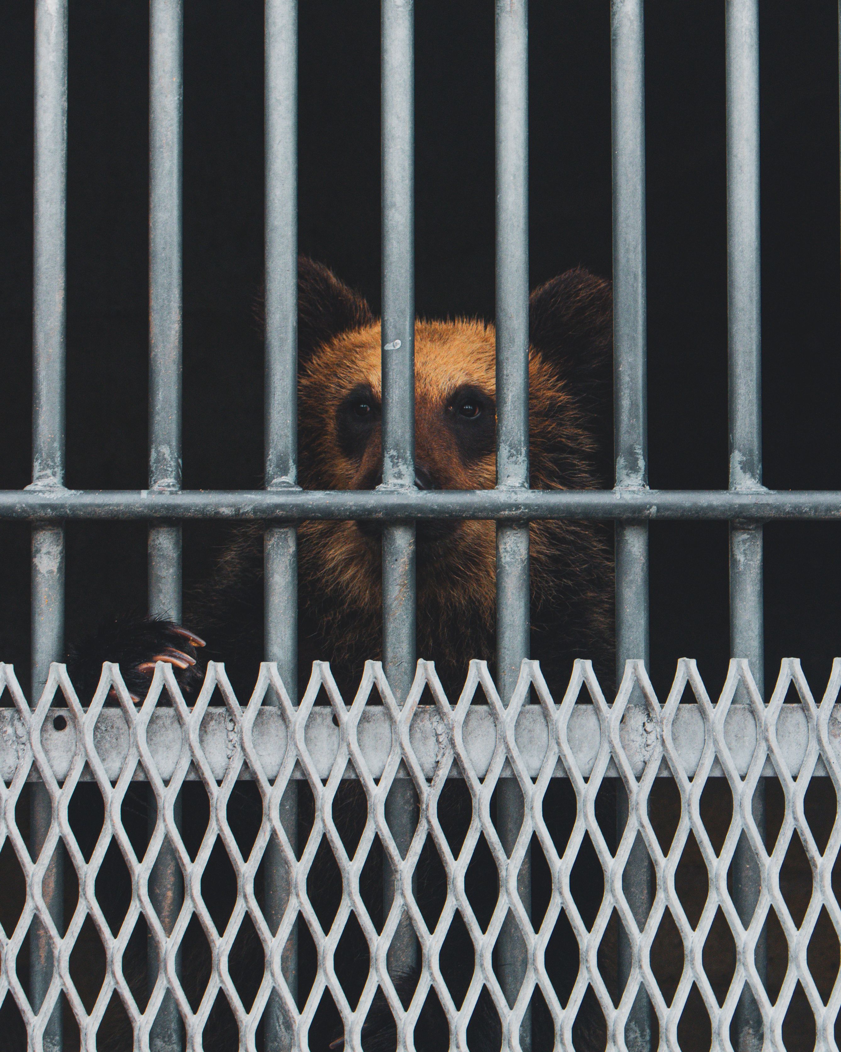 Bear In Zoo Photos, Download The BEST Free Bear In Zoo Stock Photos ...