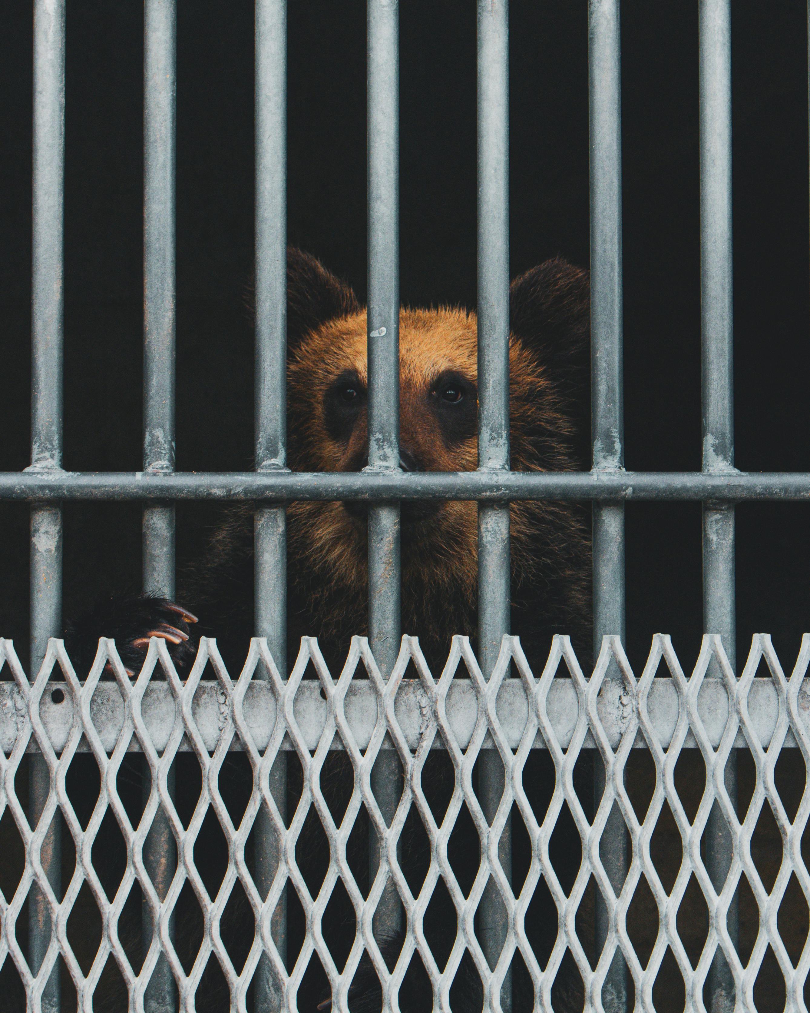 Oso Café · Foto de stock gratuita