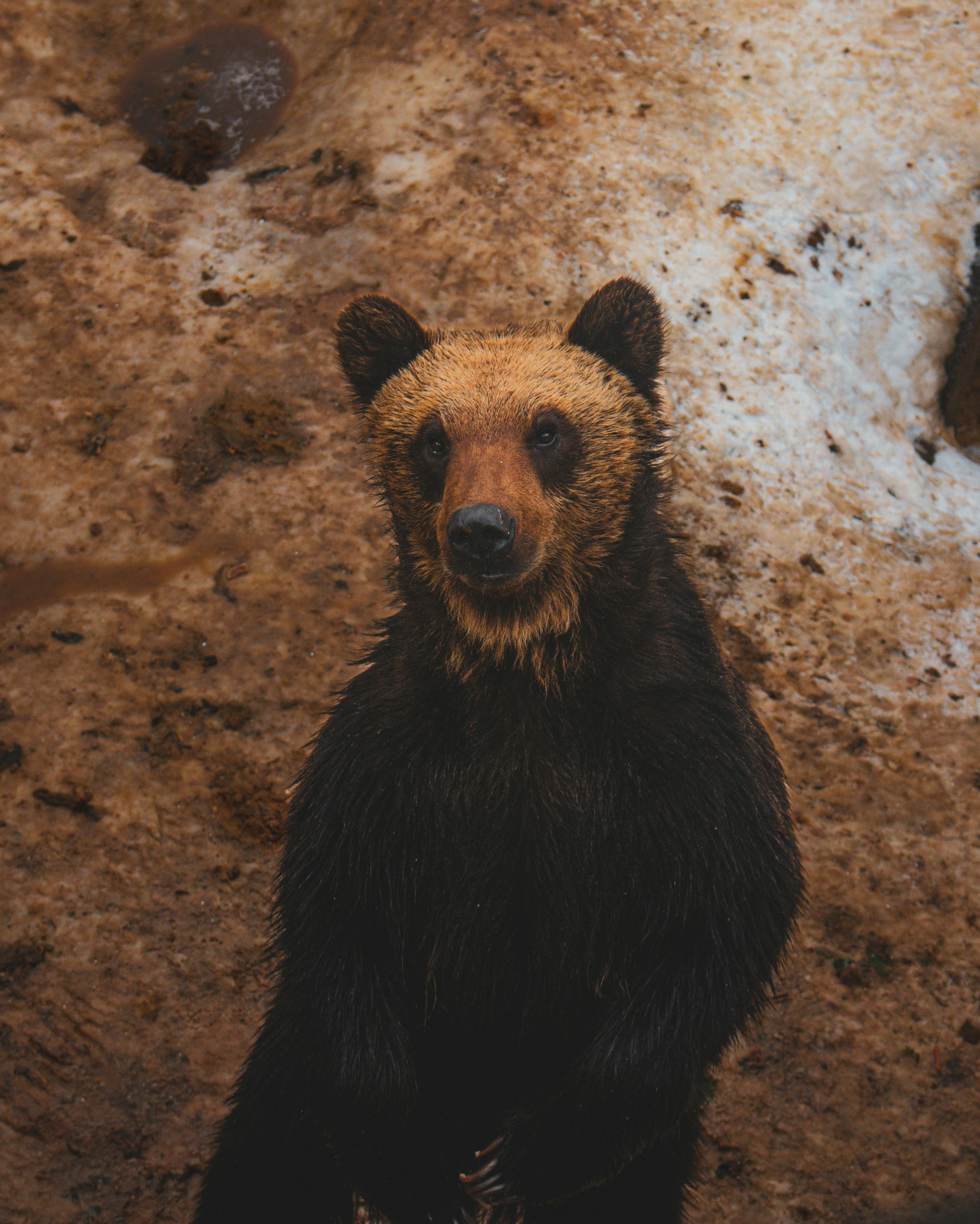 Oso De Pie En El Parque De Osos Noboribetsu · Foto de stock gratuita