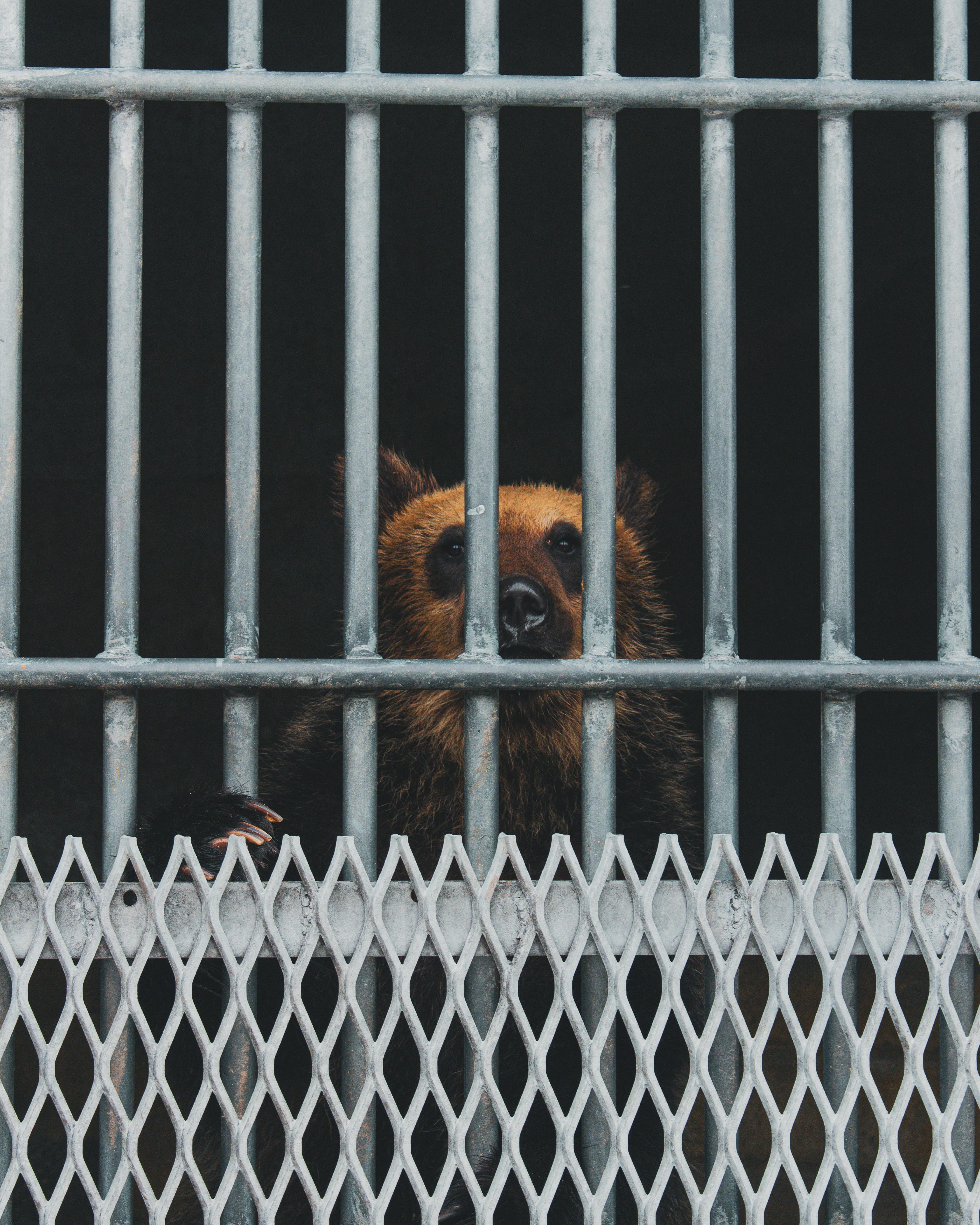 Hokkaido Bear behind Metal Bars · Free Stock Photo