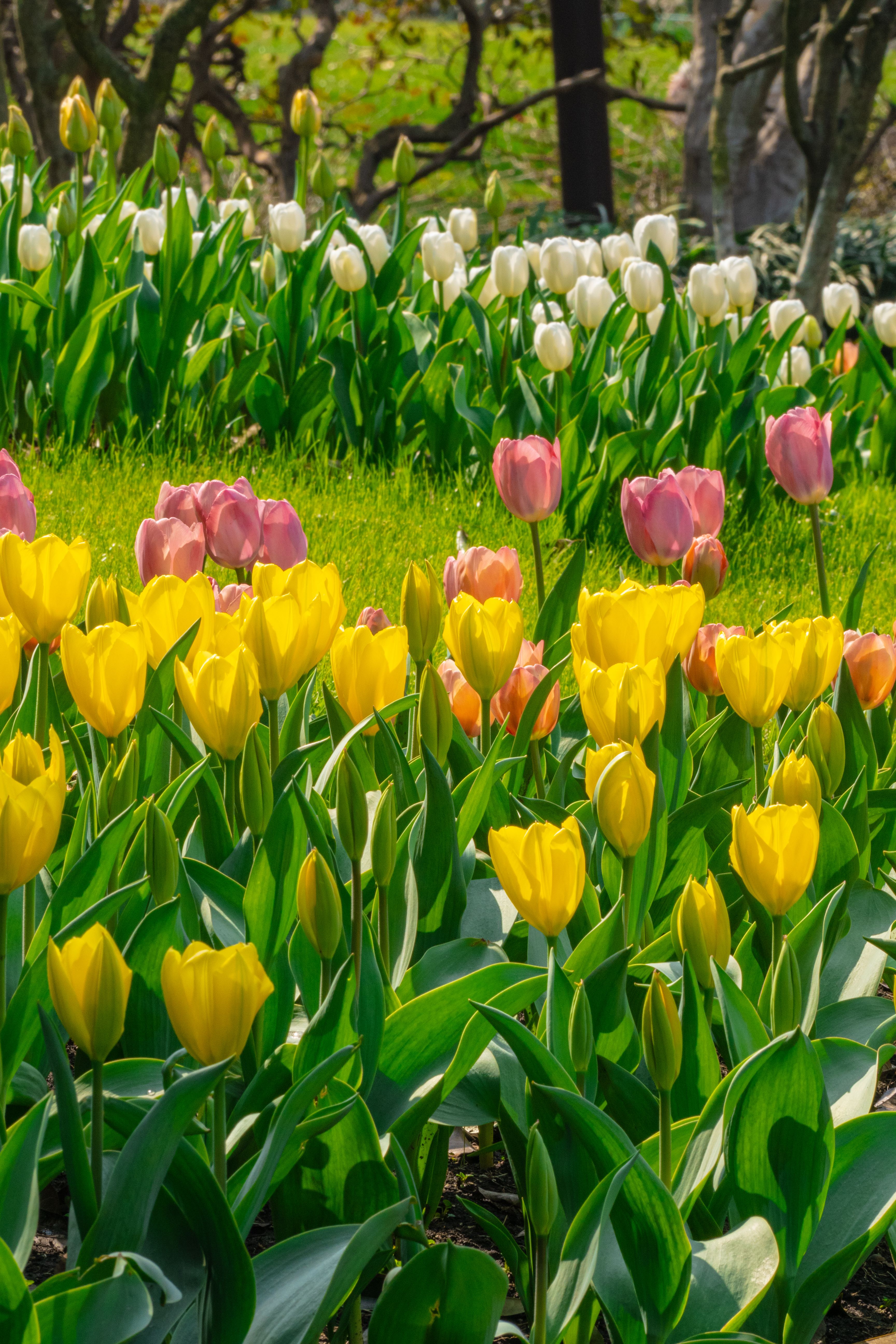 Colorful Tulips on a Field · Free Stock Photo