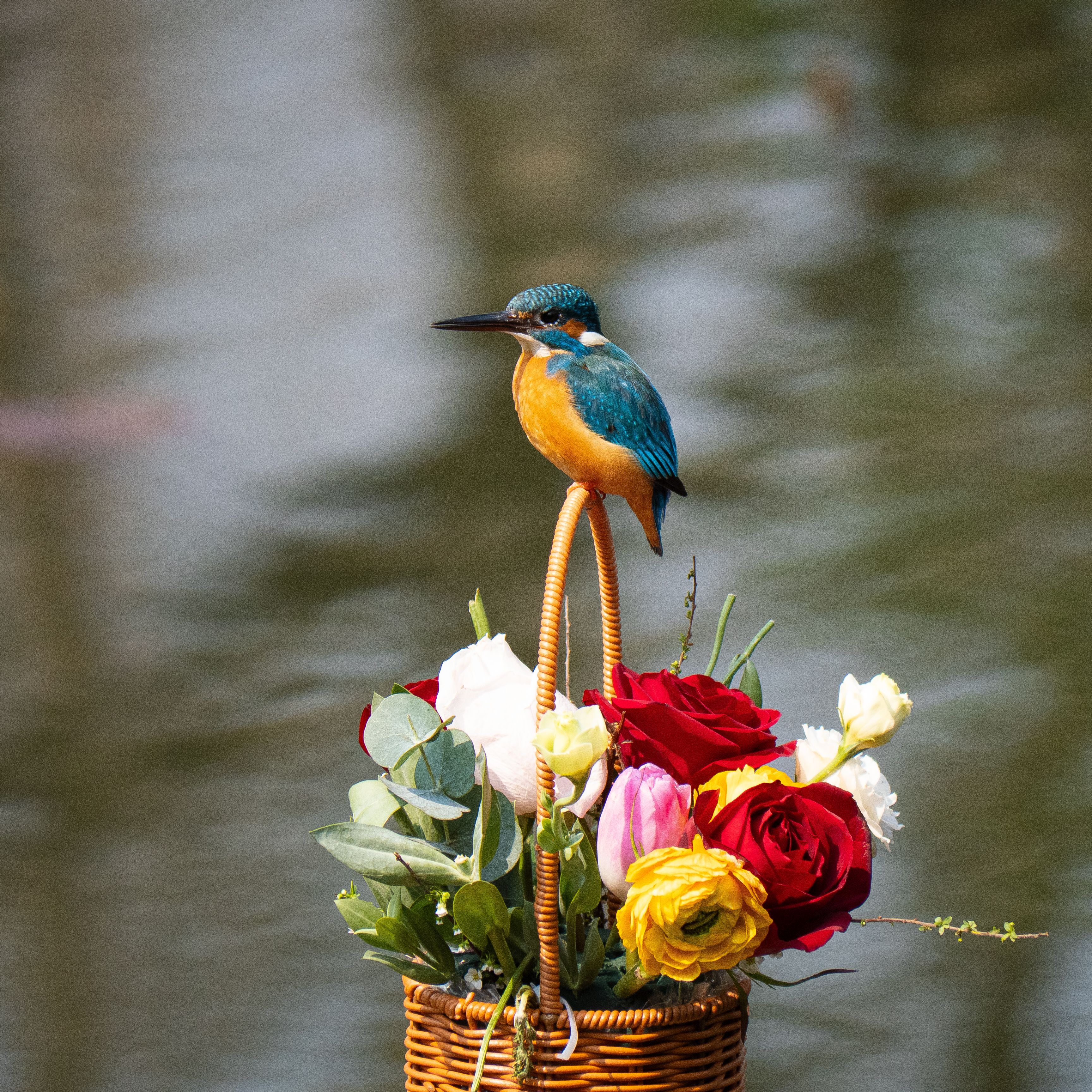 100.000+ Rose Vogel Bilder und Fotos · Kostenlos Downloaden · Pexels ...