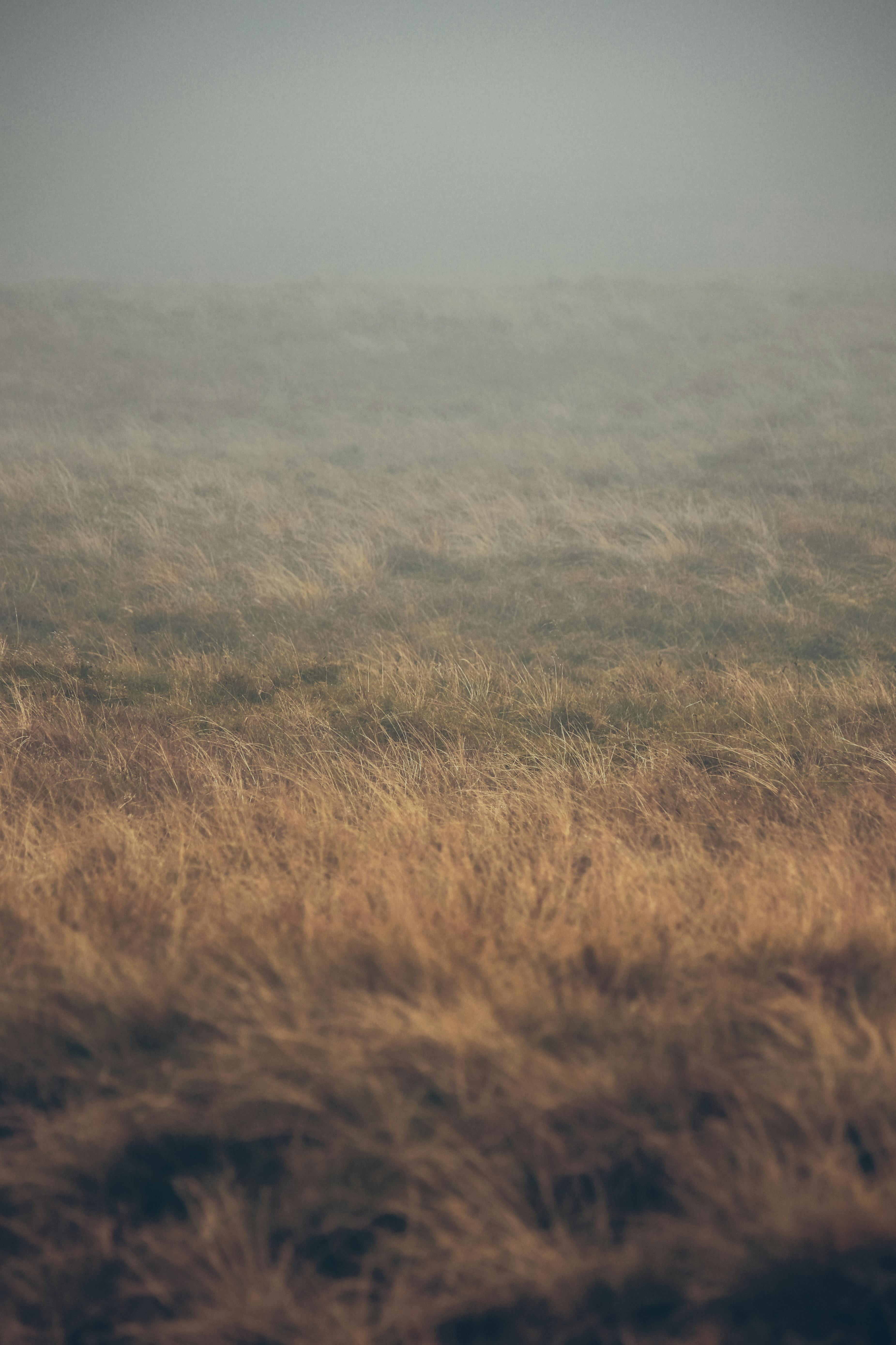 Fog over Grassland · Free Stock Photo