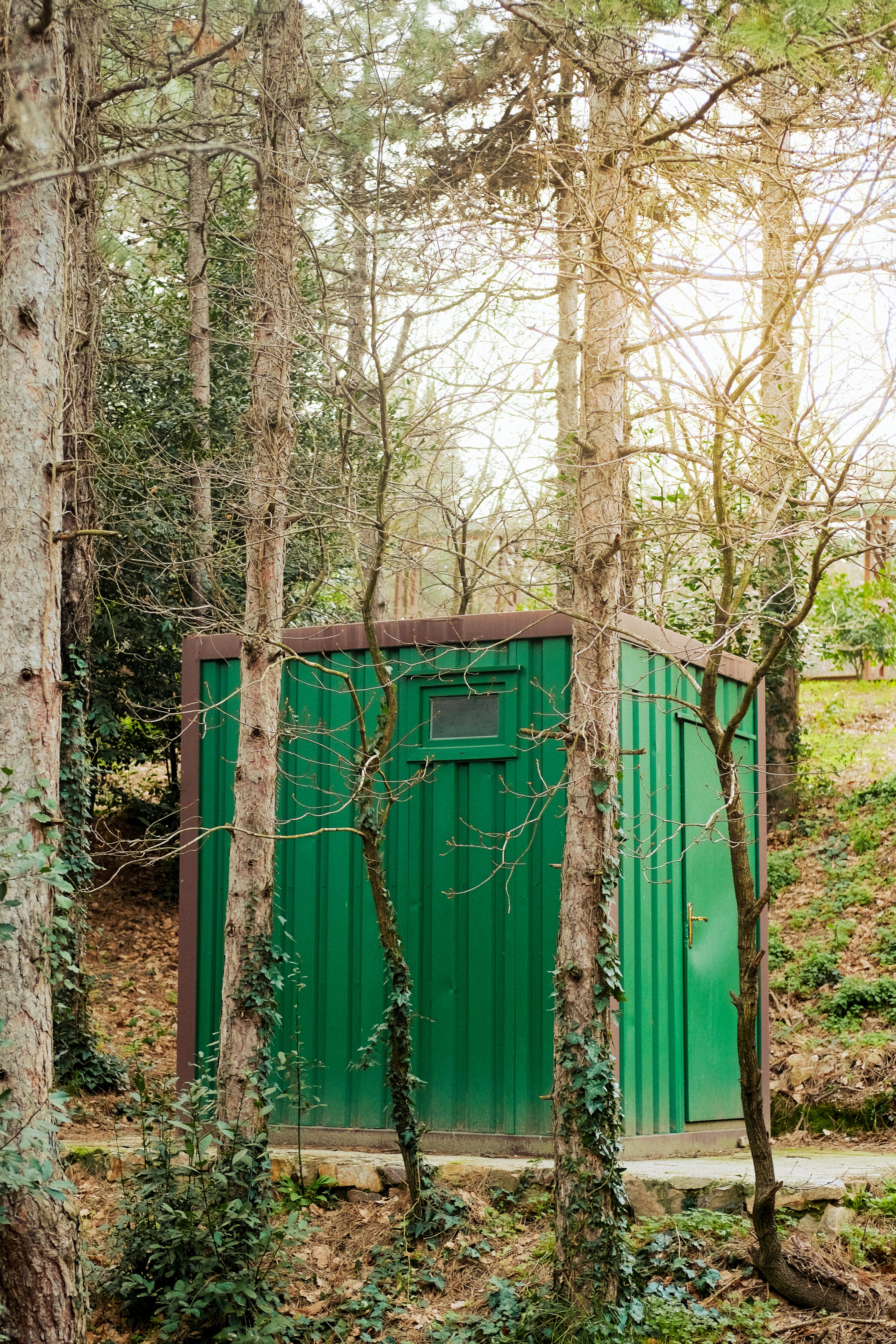 Green Shack in a Forest · Free Stock Photo