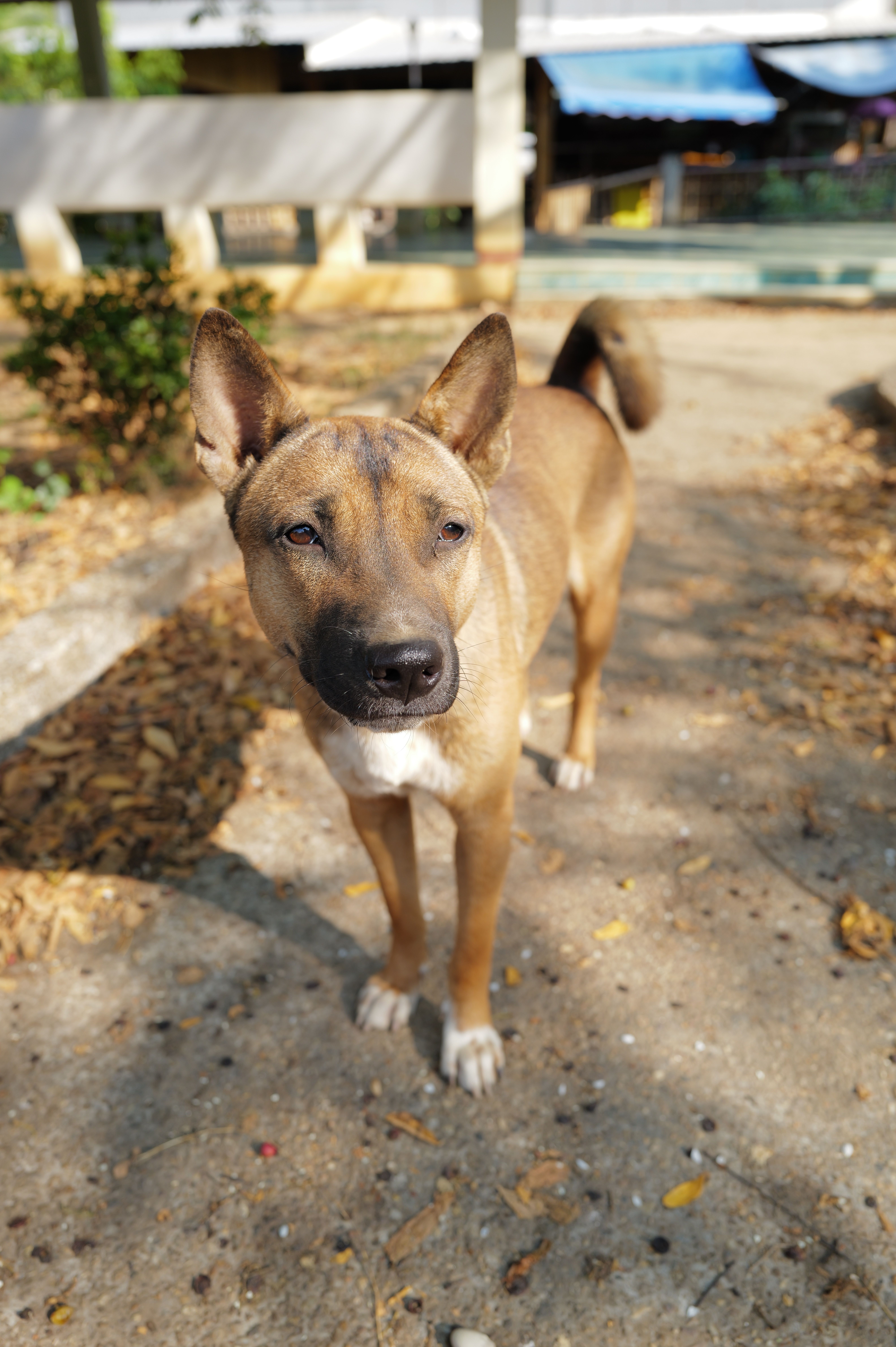 Portrait of a Telomian Dog · Free Stock Photo